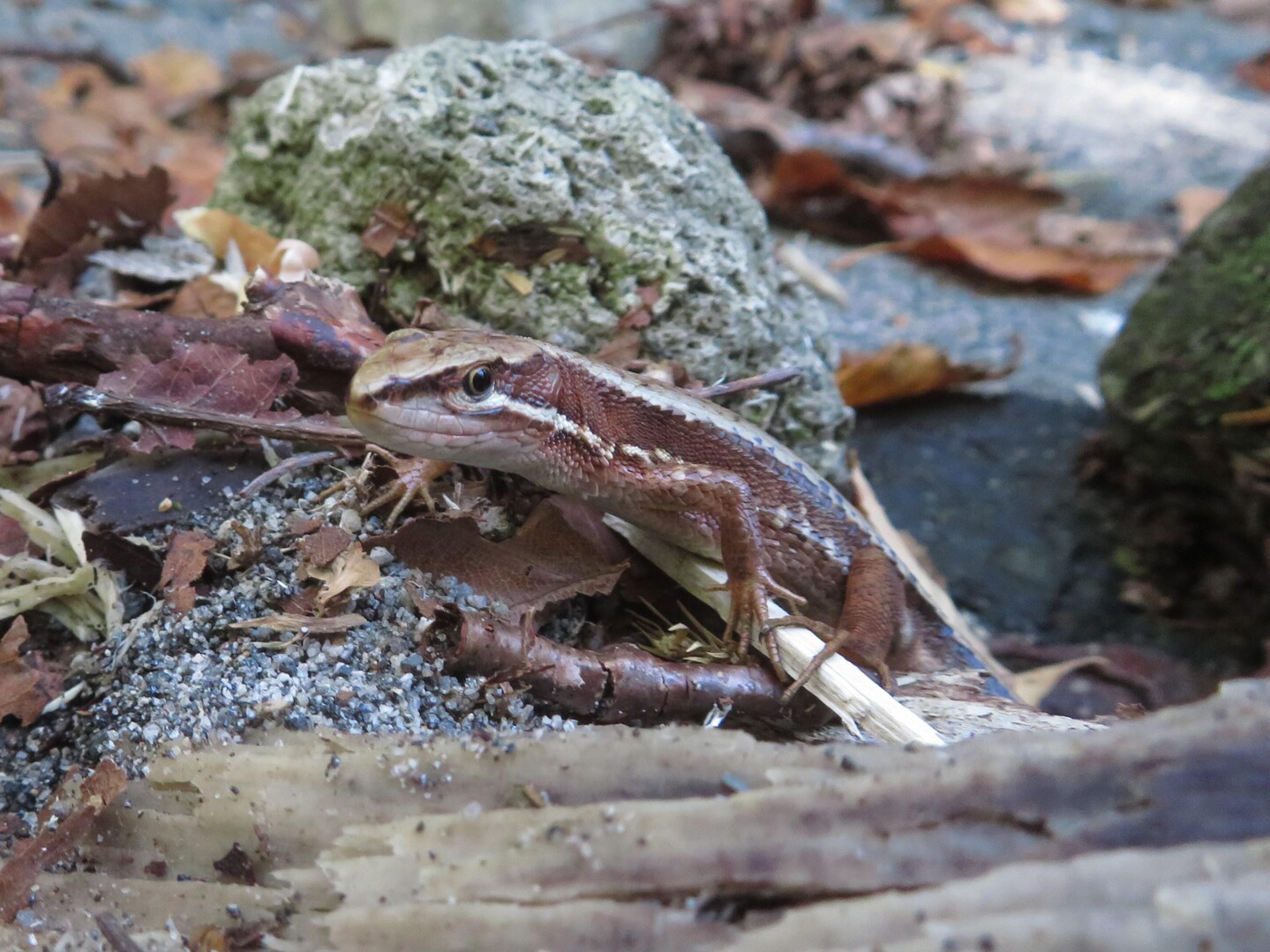 風不死岳 / naotoGSさんの樽前山・風不死岳の活動データ | YAMAP / ヤマップ