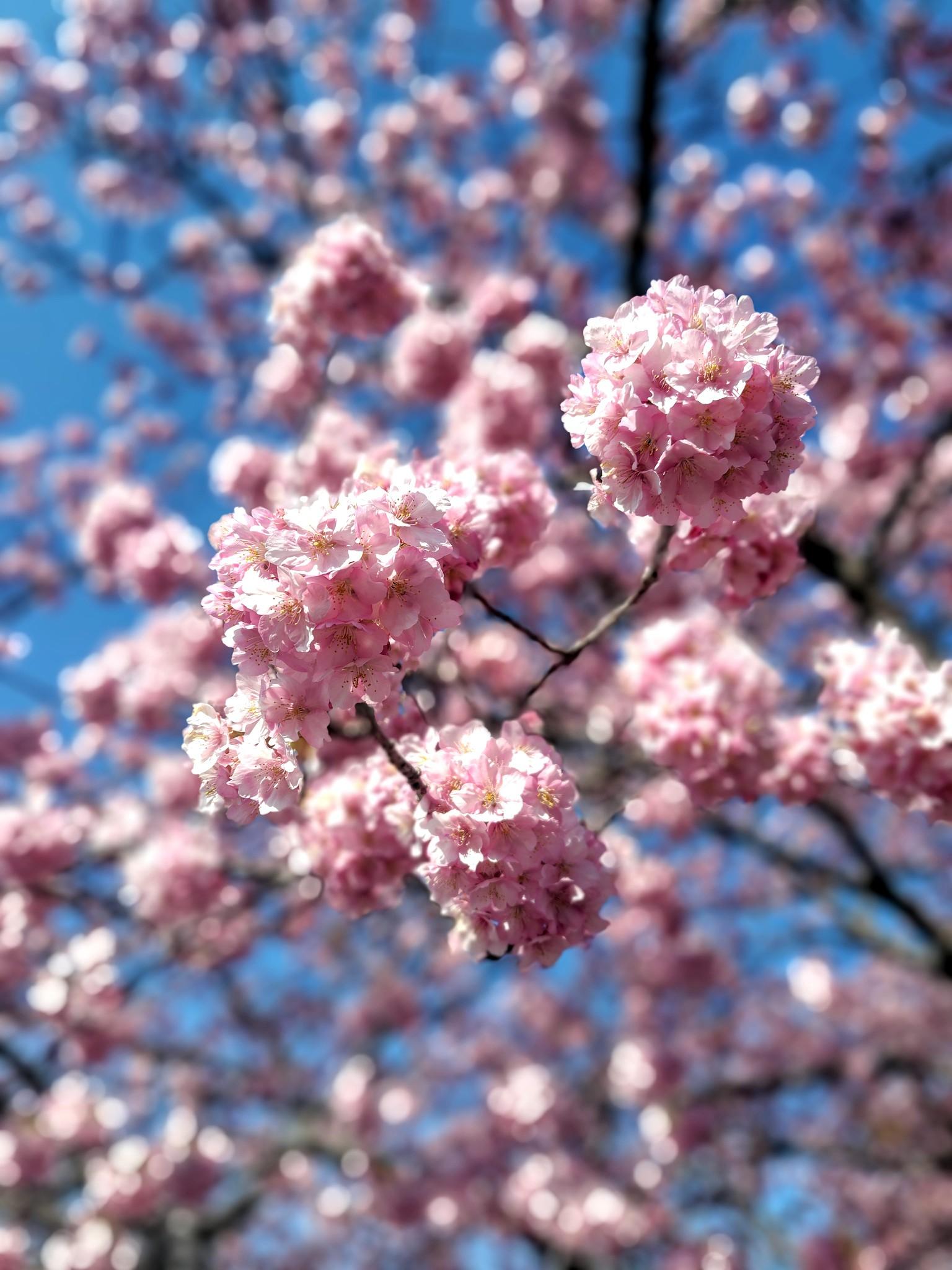 3/1(土) に、伊豆 河津町の河津桜を... / JUNさんのモーメント | YAMAP / ヤマップ