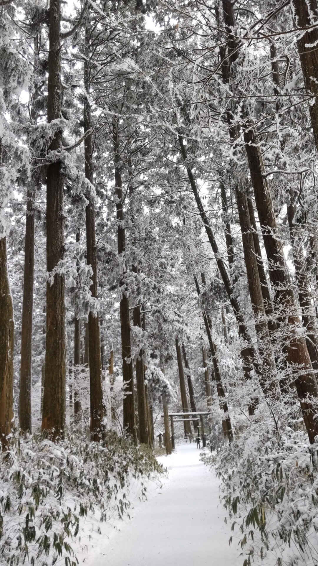 冬景色 金剛山・湧出岳 / めじろ大先生さんの金剛山・二上山・大和葛城山の活動日記 | YAMAP / ヤマップ