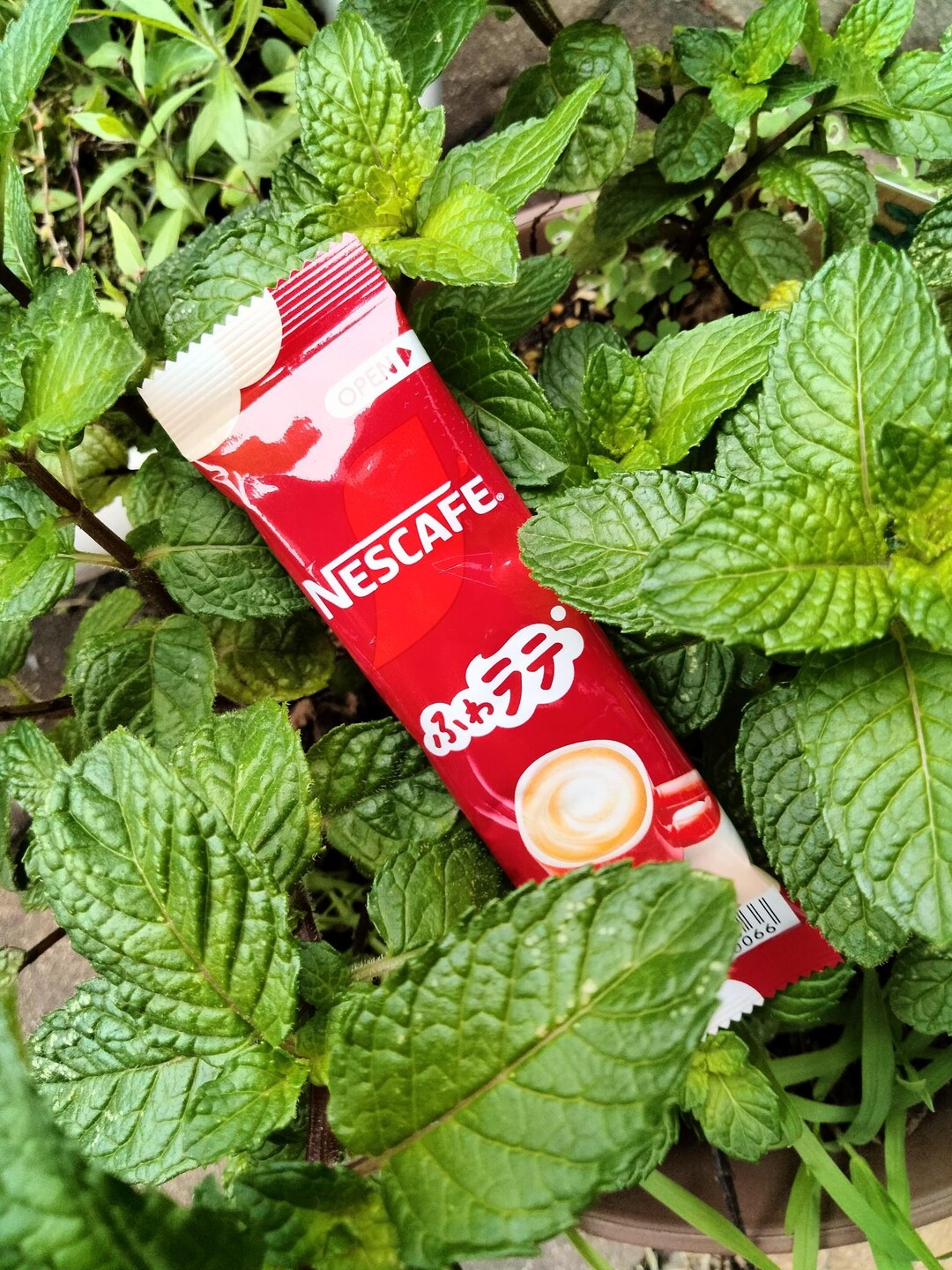 白山 / KUMIKOさんの天王山・誕生山の活動データ | YAMAP / ヤマップ