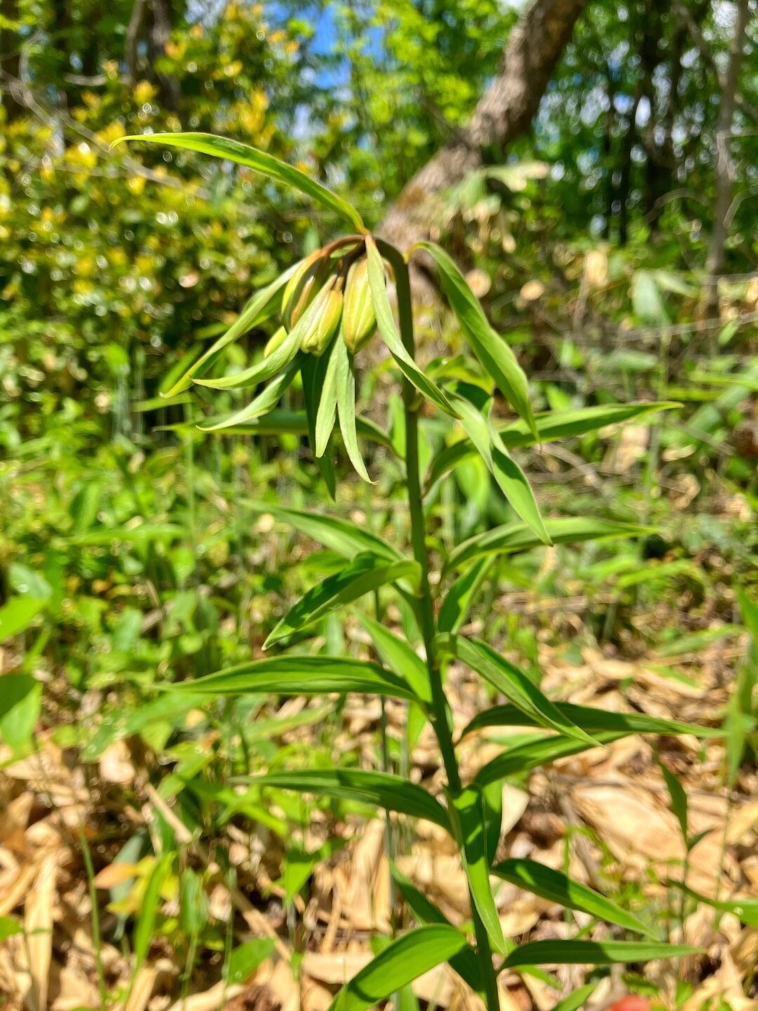 袴腰山のヒメサユリの小径を偵察 幾つかG... / keimomoさんのモーメント | YAMAP / ヤマップ