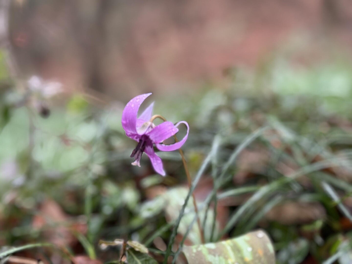 中岳・三毳山（青竜ヶ岳）・カタクリ山 / マモさんの三毳山の活動データ | YAMAP / ヤマップ