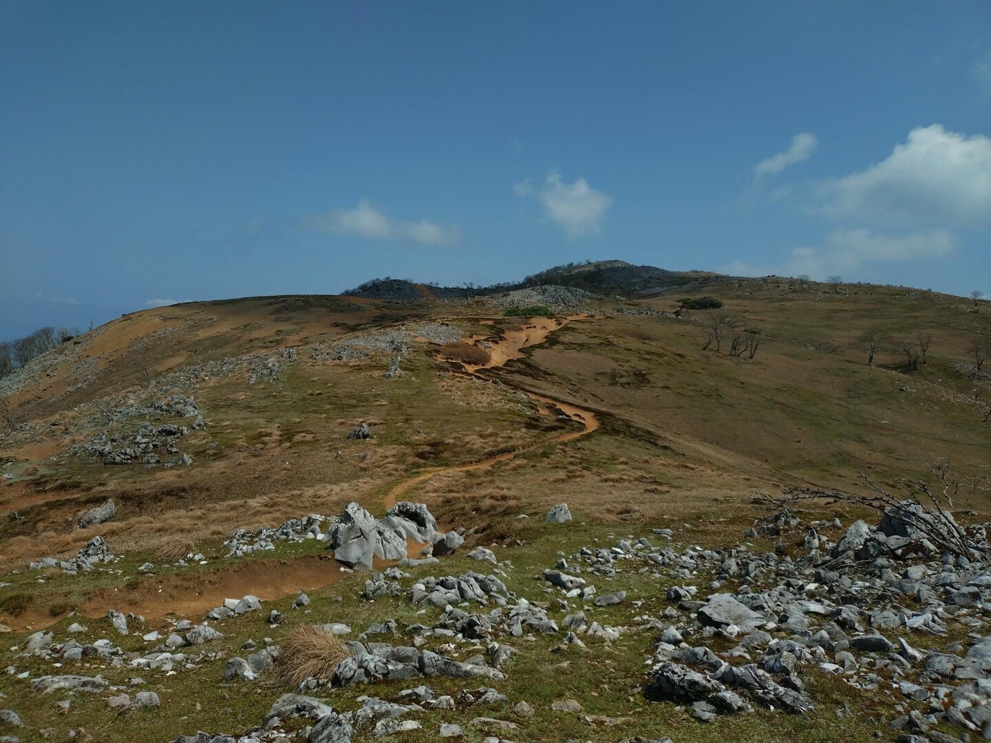 福寿草咲く霊仙山へ🌻 / ya.junさんの霊仙山の活動データ | YAMAP / ヤマップ