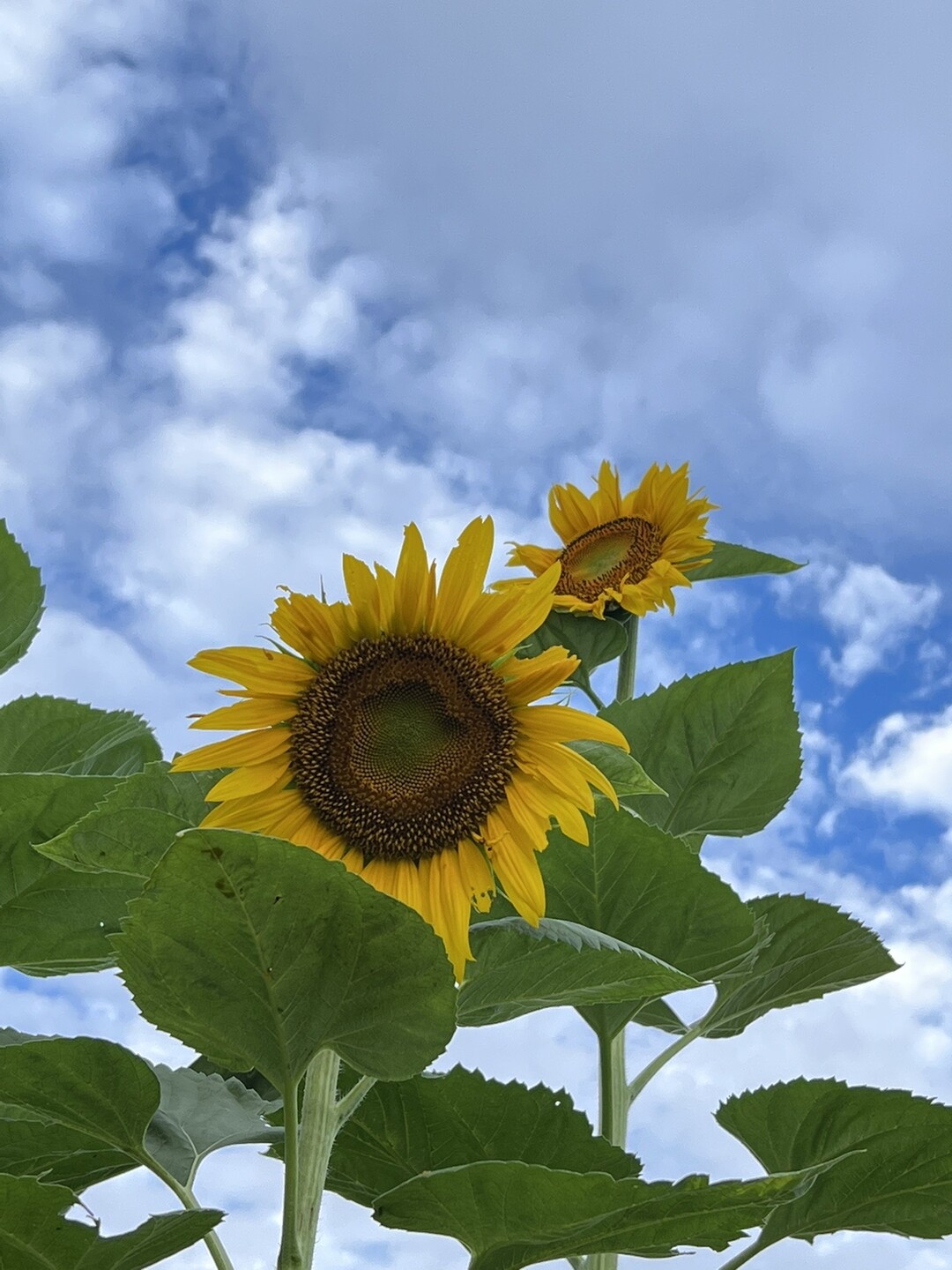 天気回復しそうやな🌻 / namisuke🐝さんのモーメント | YAMAP / ヤマップ