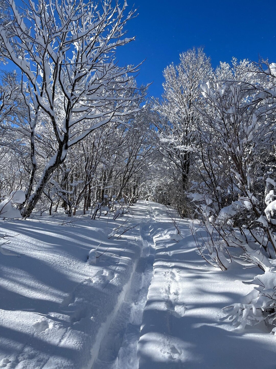 八乙女山 / KIYOさんの高清水山・高落場山・八乙女山の活動データ | YAMAP / ヤマップ
