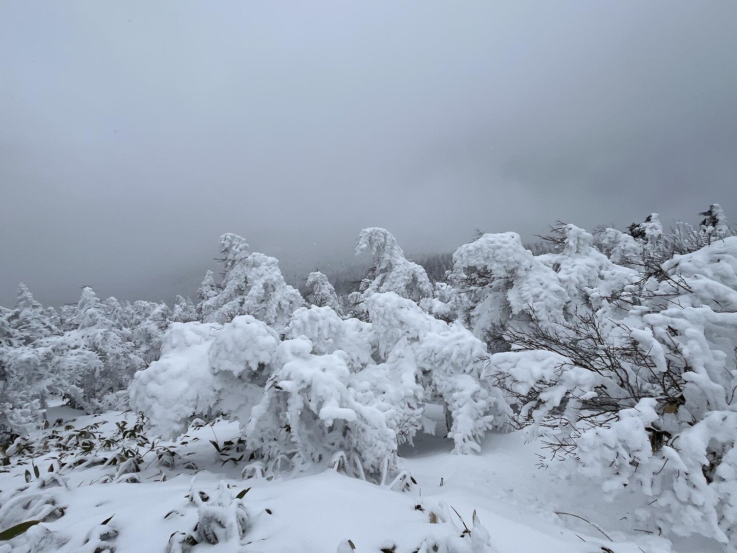南沢山 / mikiさんの恵那山・大判山・神坂山の活動データ | YAMAP / ヤマップ