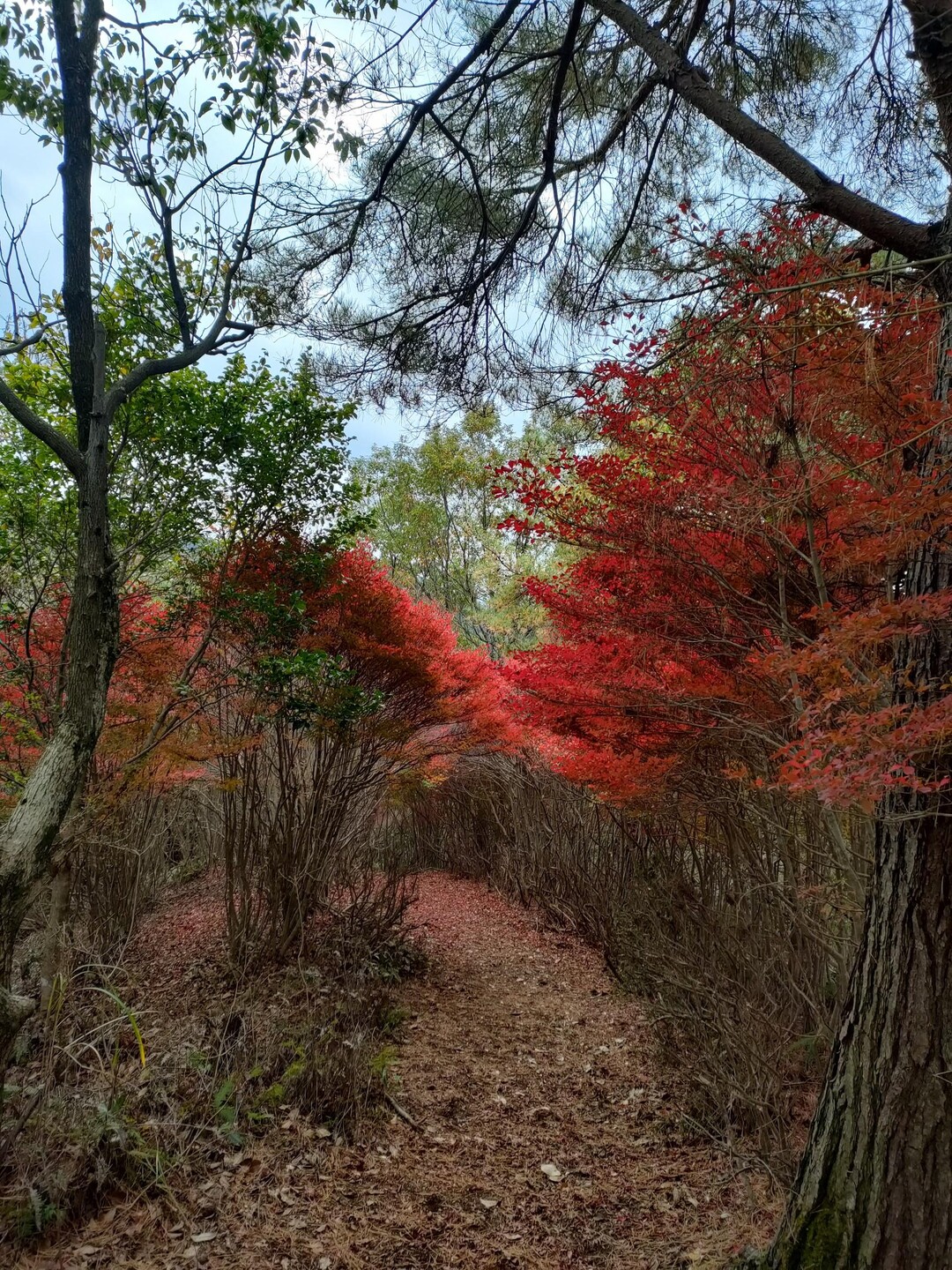 ドウダンツツジ🍁と周辺⑬座⛰🚶🏻‍♀️ / sol..さんの岩石山（岩石城）の活動データ | YAMAP / ヤマップ