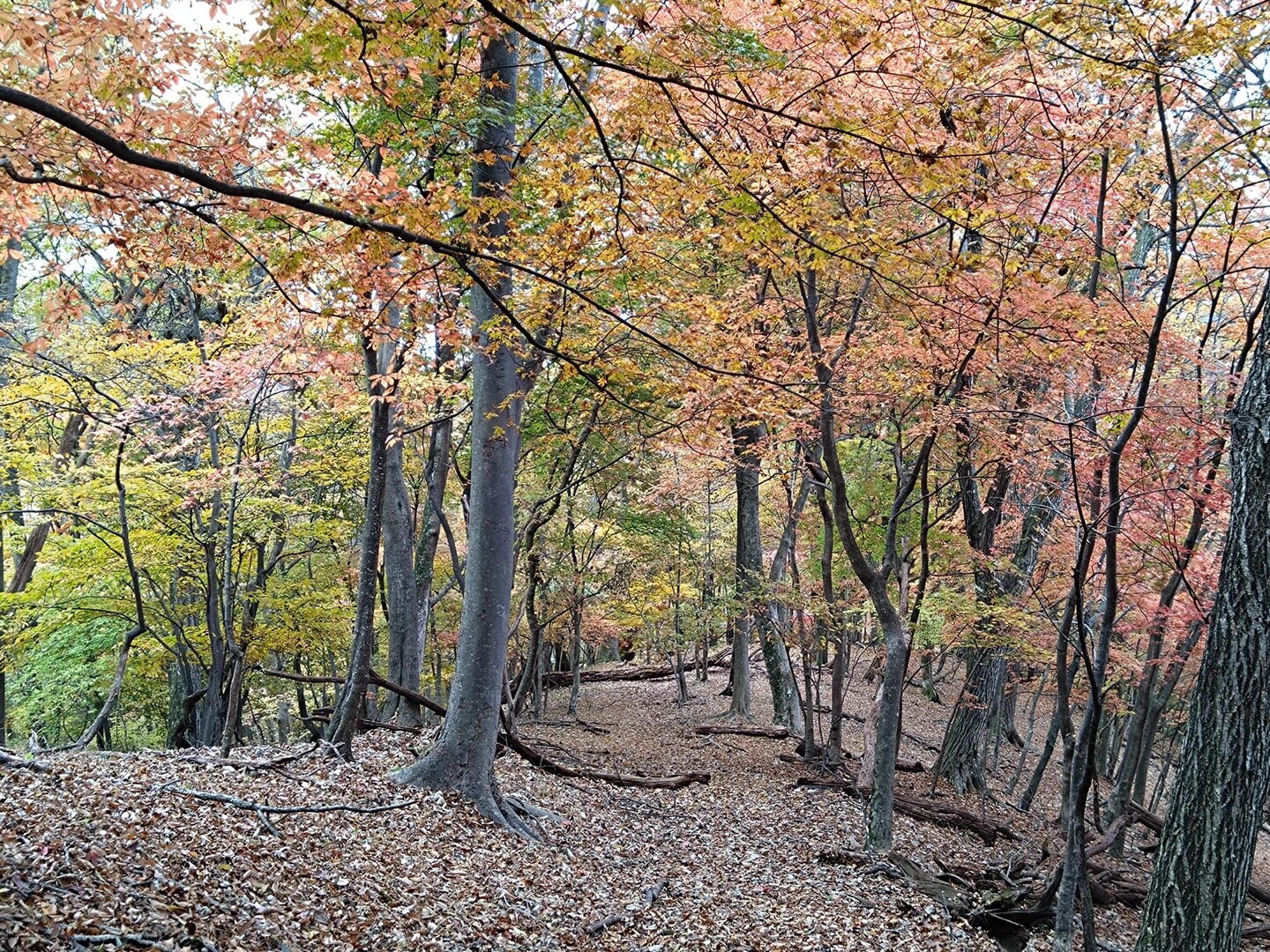 熊野平から矢ヶ崎山方面へ周回 / Yu-sanさんの妙義山・天狗岳・相馬岳の活動日記 | YAMAP / ヤマップ