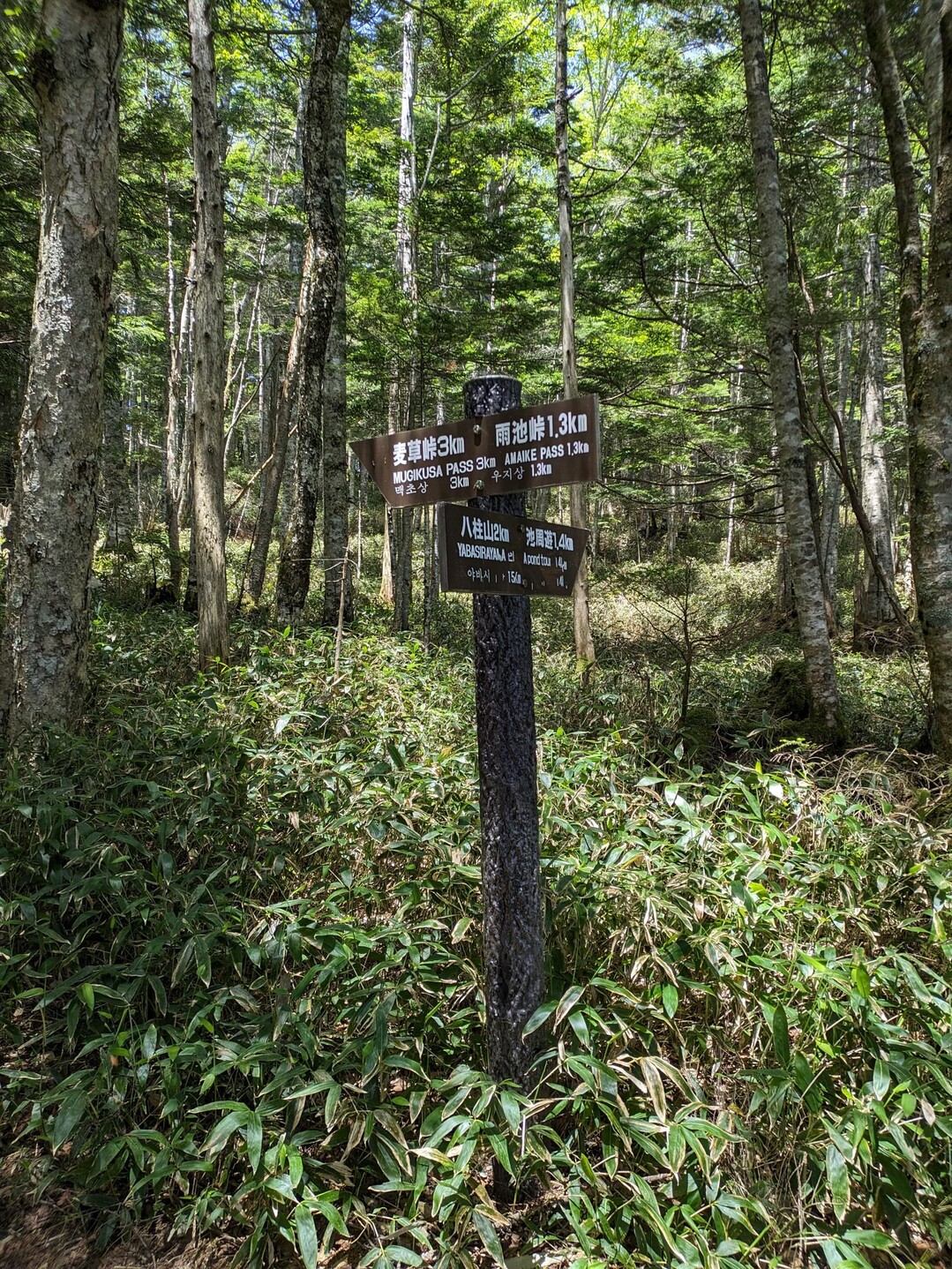 Hectorさんの投稿したフィールドメモ | YAMAP / ヤマップ