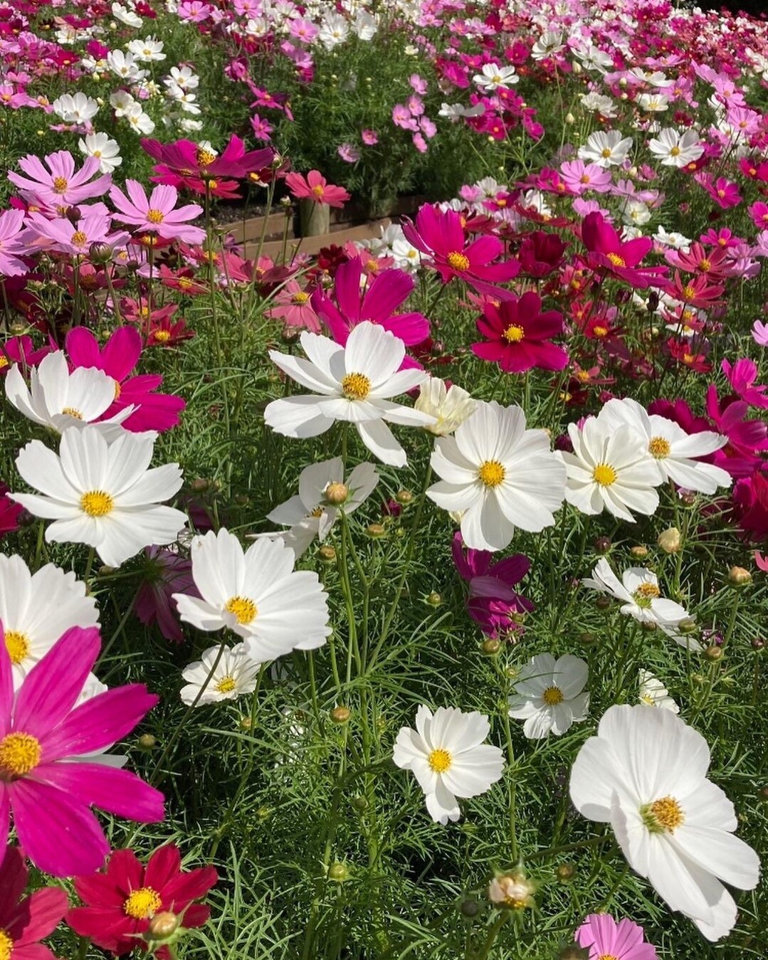 新神戸駅から布引ハーブ園へ ハイキング&... / chieさんのモーメント | YAMAP / ヤマップ