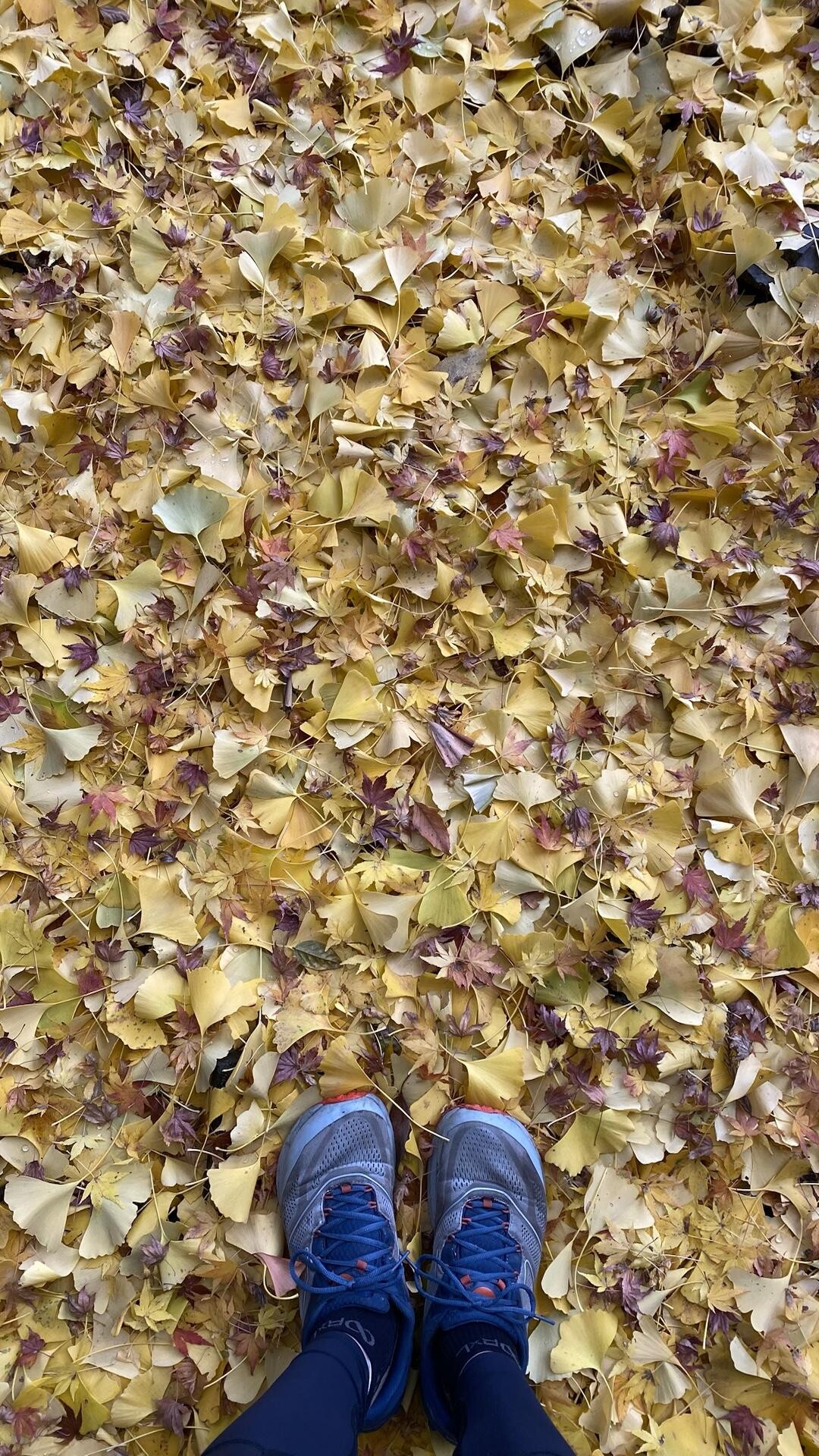 KGR試走 折戸公園〜大津 / hirochanさんの音羽山・醍醐山の活動日記 | YAMAP / ヤマップ