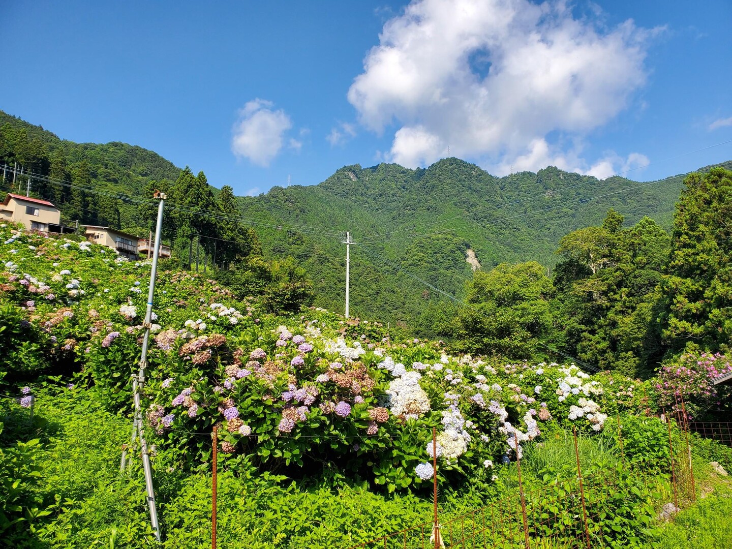 秋葉山・津志嶽 / inamonさんの矢筈山・黒笠山の活動データ | YAMAP / ヤマップ