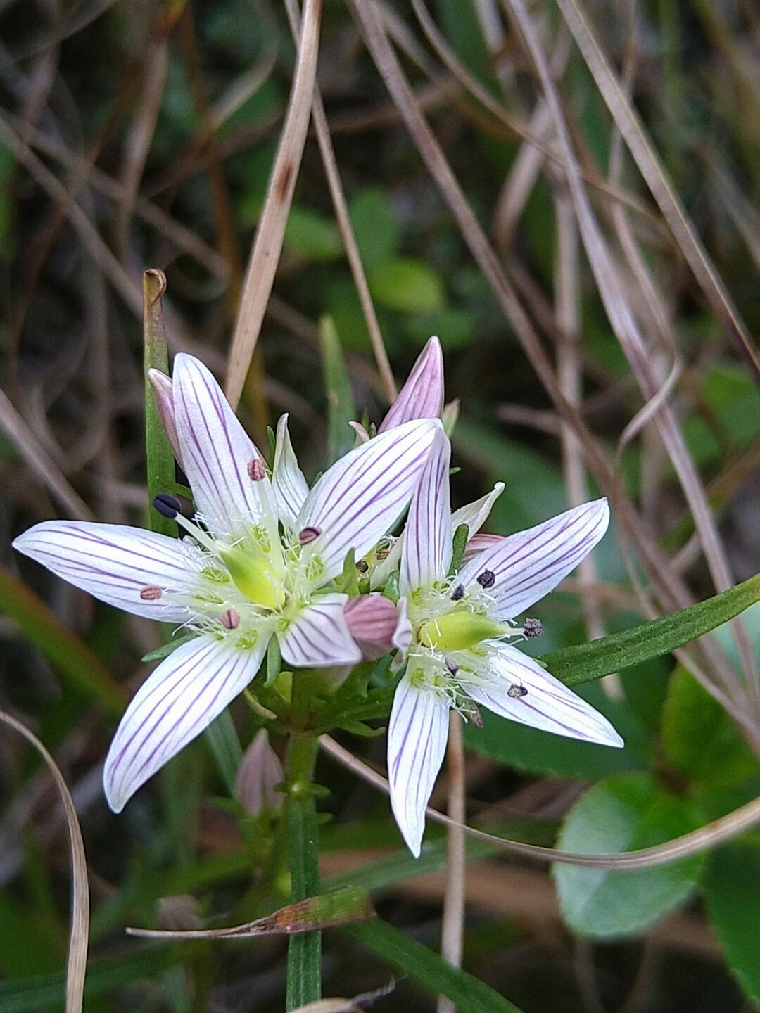 センブリ咲き始めた御旅山🎵 / yakkoさんの小富士山・御旅山・高坪山の活動データ | YAMAP / ヤマップ