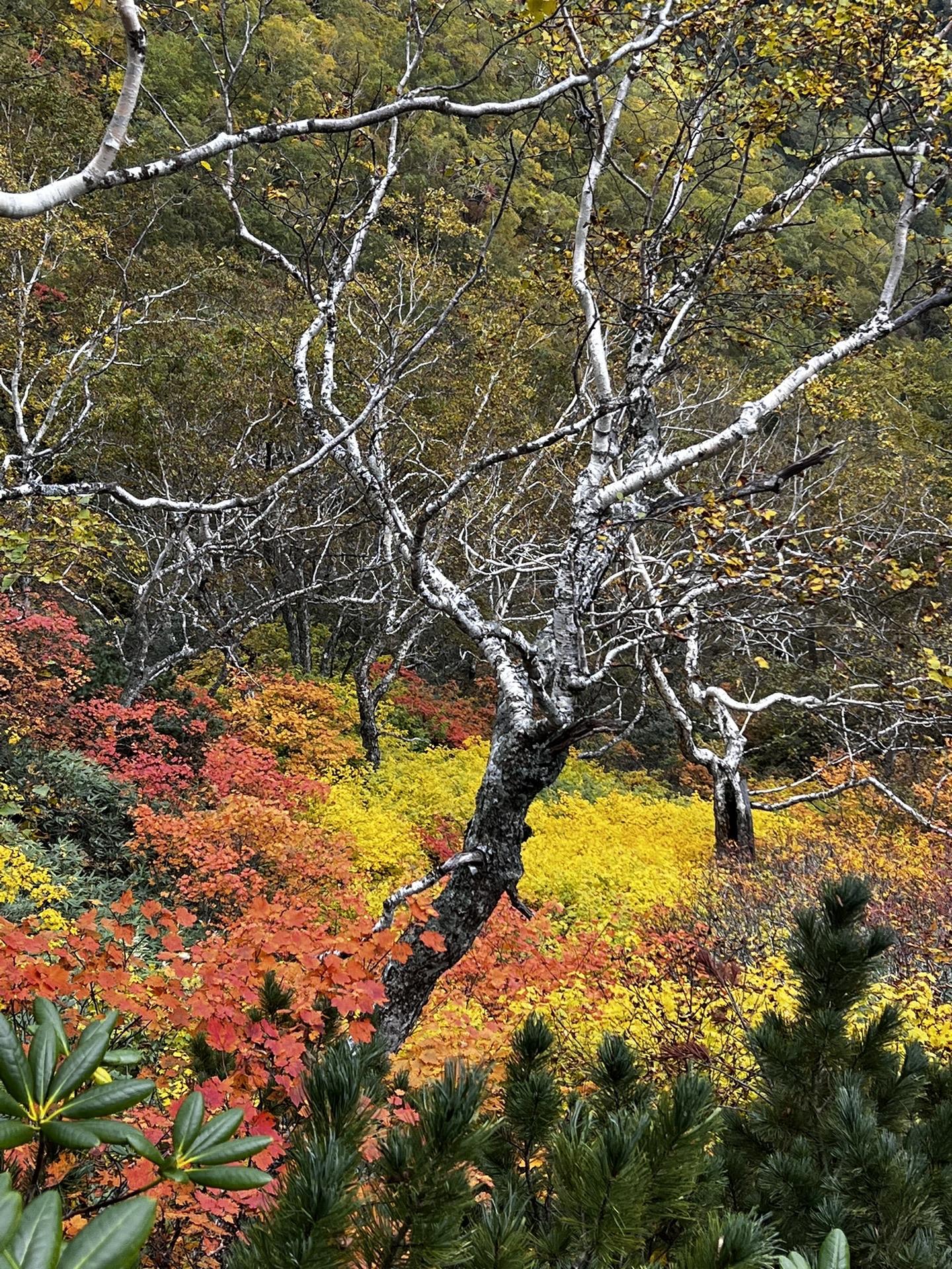 やっと秋らしい🍂色🍁😍 @石狩岳 / Bii&Guunさんのモーメント | YAMAP / ヤマップ