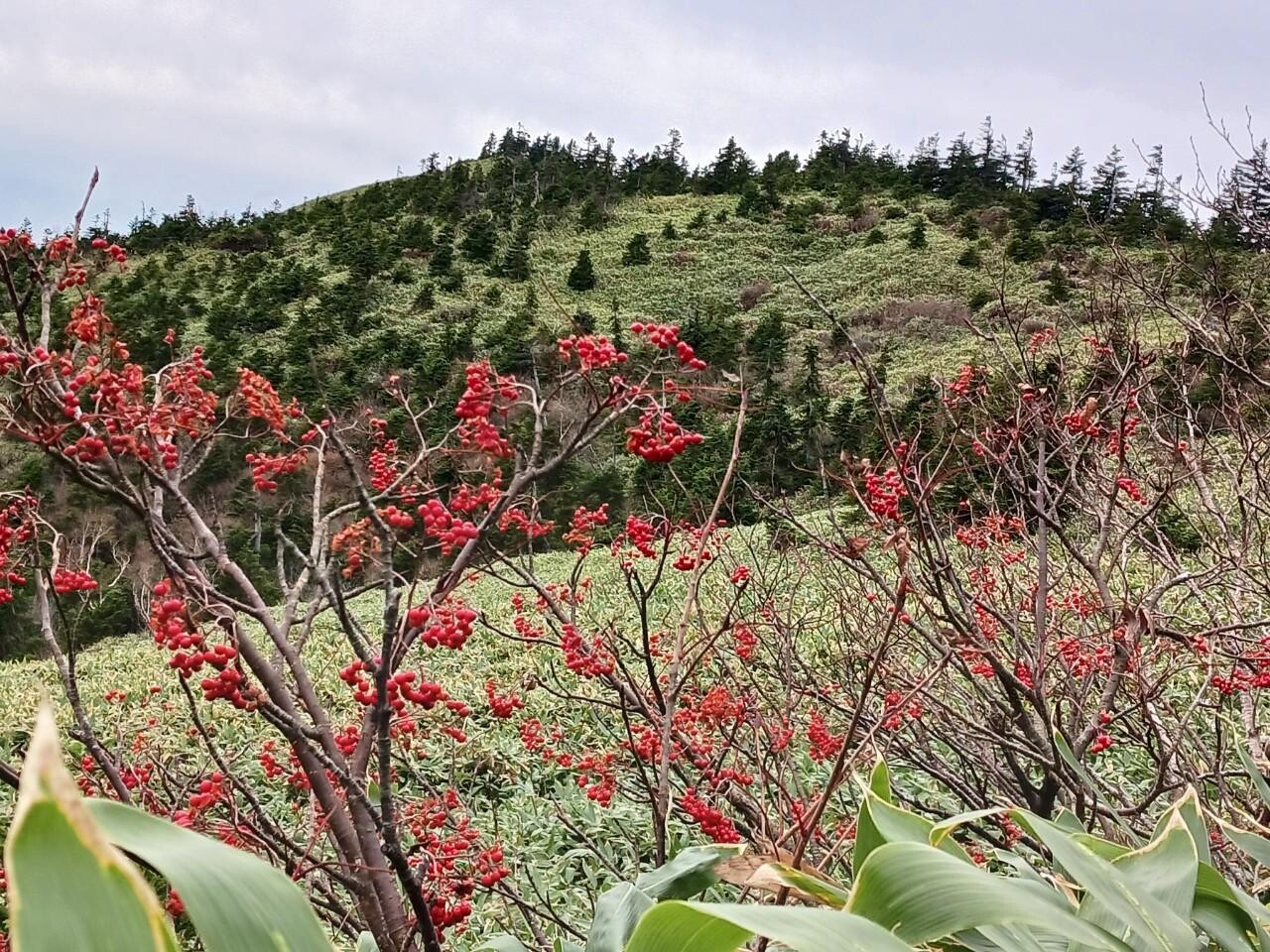 苗場山～新潟の山で新米を食べよう～ / tami さんの苗場山・赤倉山・佐武流山の活動データ | YAMAP / ヤマップ