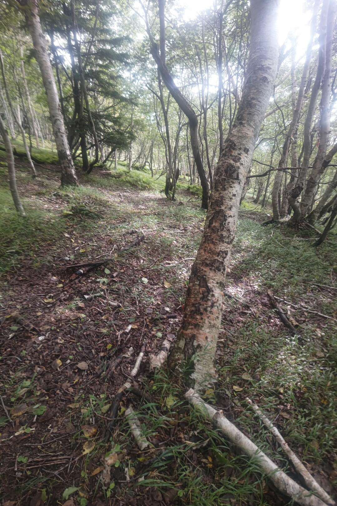 DSIさんの投稿したフィールドメモ | YAMAP / ヤマップ