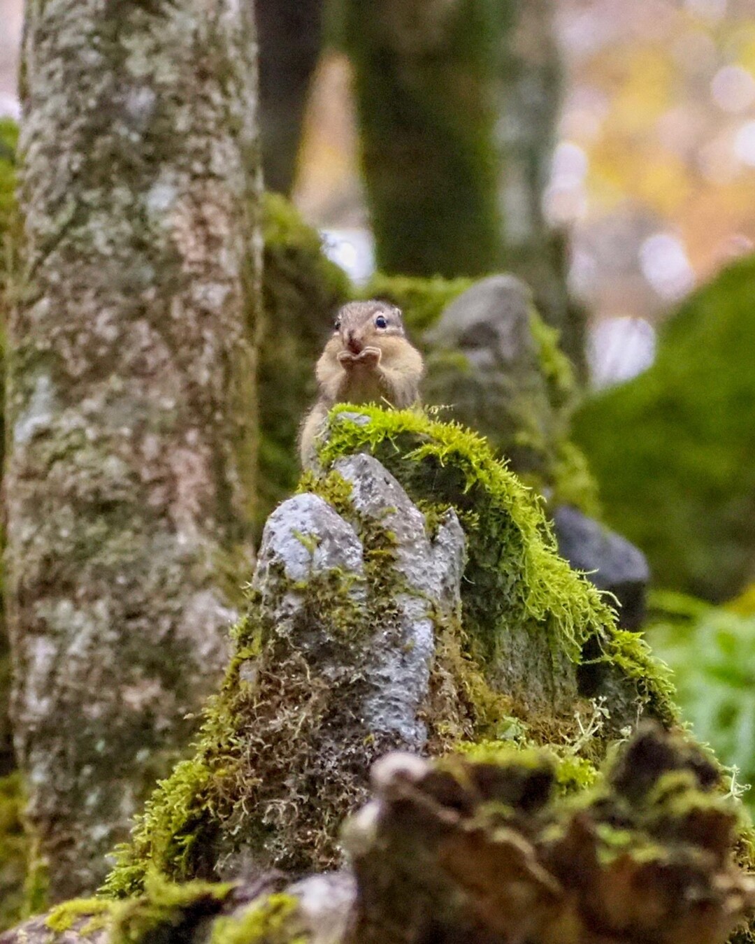 リス活in御池岳 / NON-BELLさんの天狗堂の活動データ | YAMAP / ヤマップ