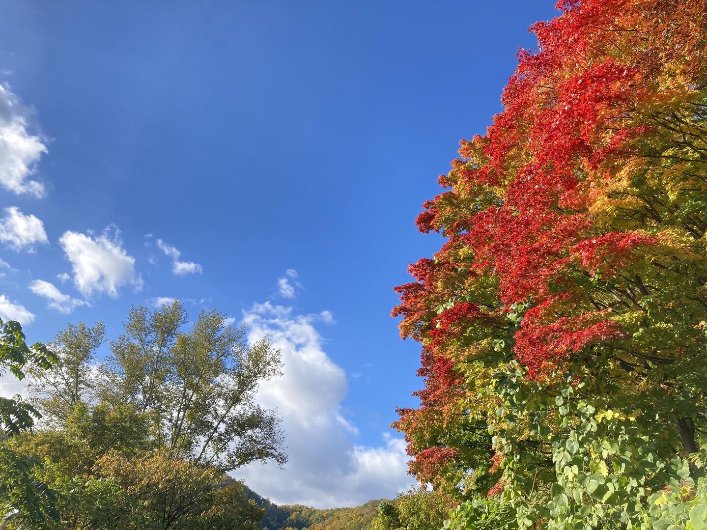 朝活藻岩山。。紅葉🍁 / 2525bbさんの藻岩山の活動データ | YAMAP / ヤマップ