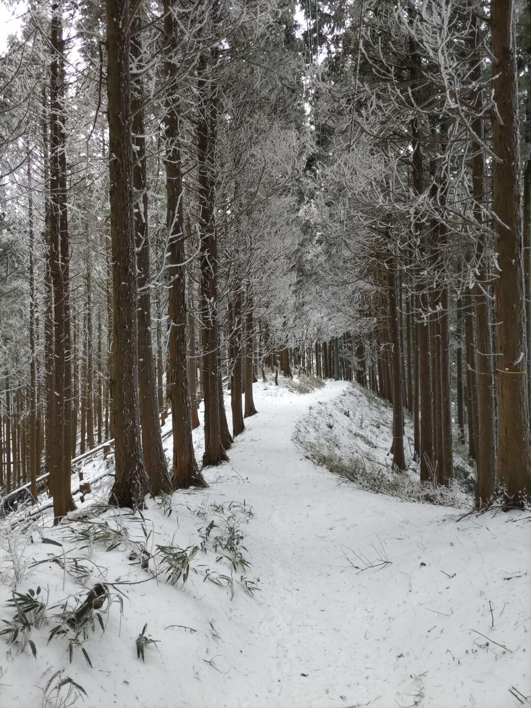 金剛山 青崩道 / T64さんの金剛山・二上山・大和葛城山の活動データ | YAMAP / ヤマップ