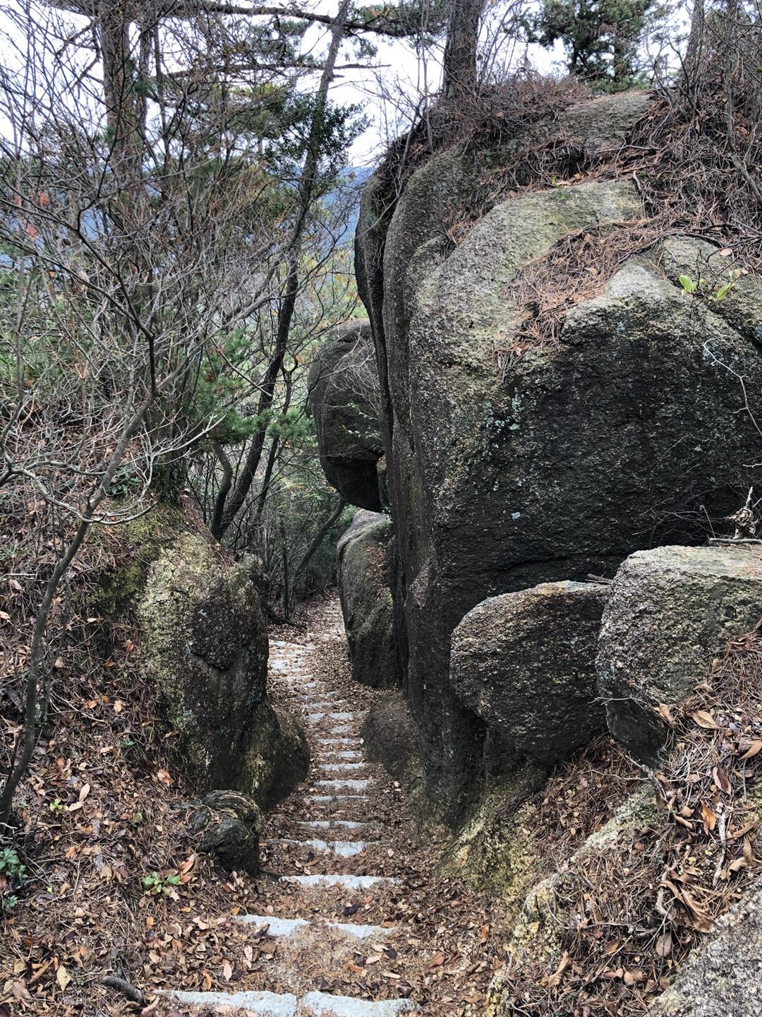 子鶏冠山・鶏冠山・天狗岩・竜王山 / tarohsanさんの金勝アルプス（鶏冠山・竜王山）の活動データ | YAMAP / ヤマップ