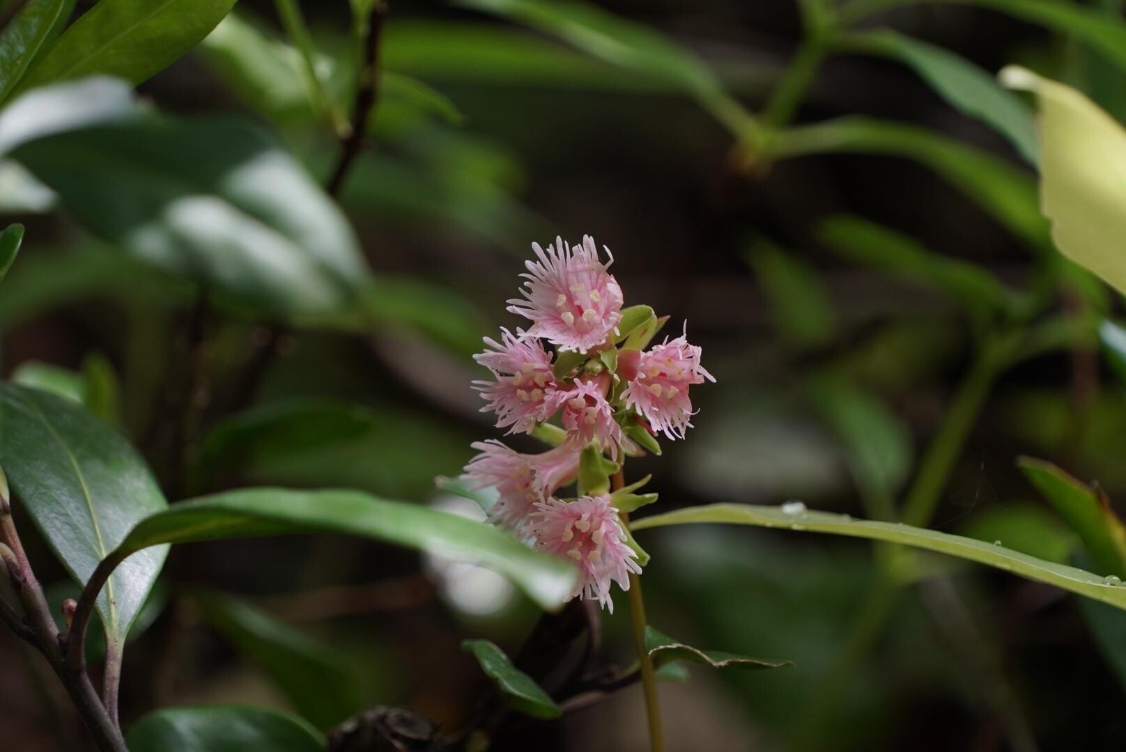 五頭山 三ノ峰コース⛰️ / rirunaoさんの五頭山・菱ヶ岳・宝珠山の活動データ | YAMAP / ヤマップ