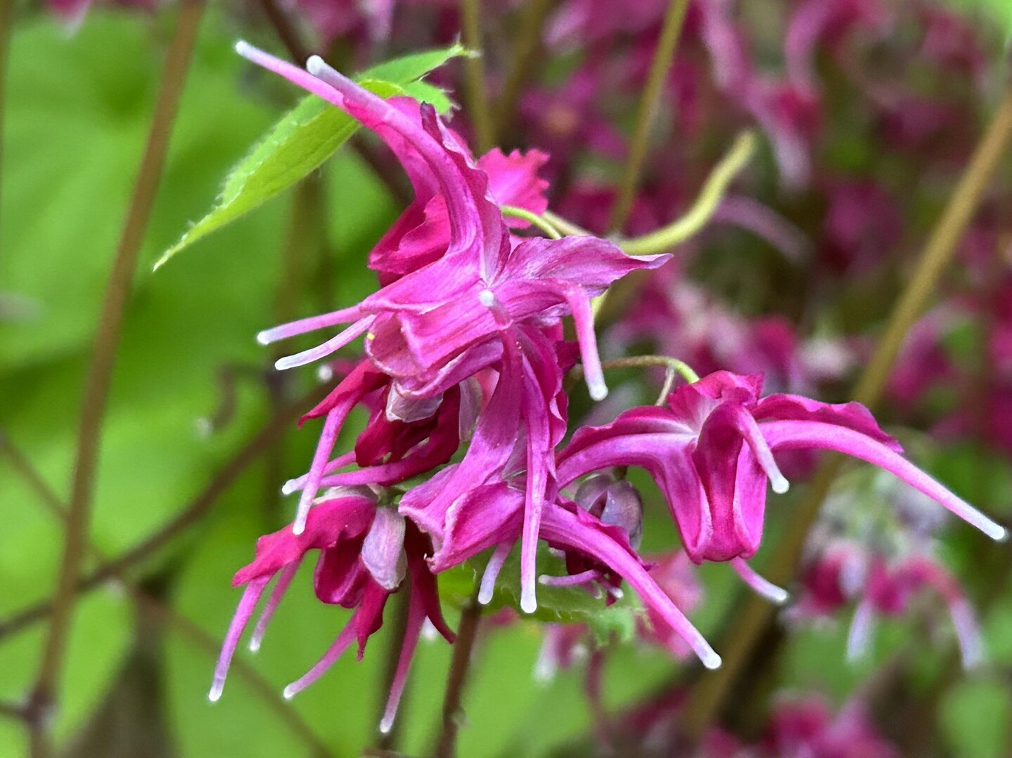 お花便り R5-8 次から次へと目に飛び... / kaizaさんのモーメント | YAMAP / ヤマップ