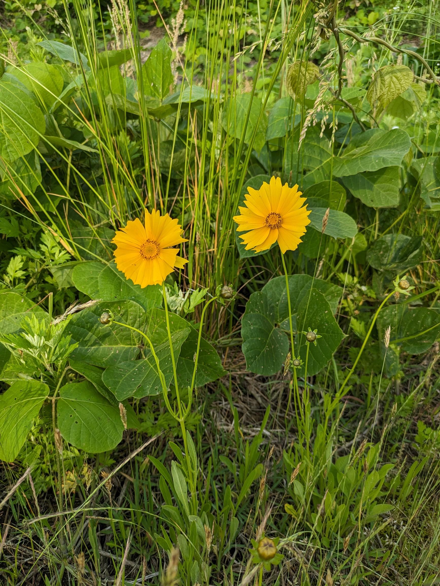 特定外来生物のオオキンケイギクです かわ... / mitsuさんのモーメント | YAMAP / ヤマップ