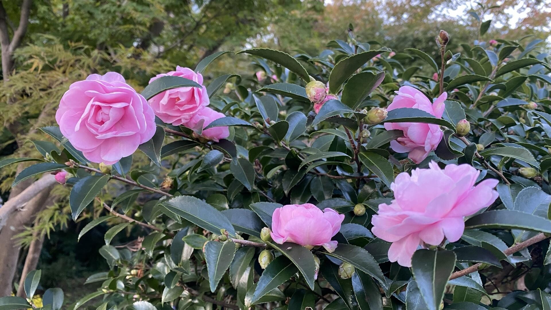 🏠 寒くなってきましたね〜 サザンカや... / こまさんのモーメント | YAMAP / ヤマップ