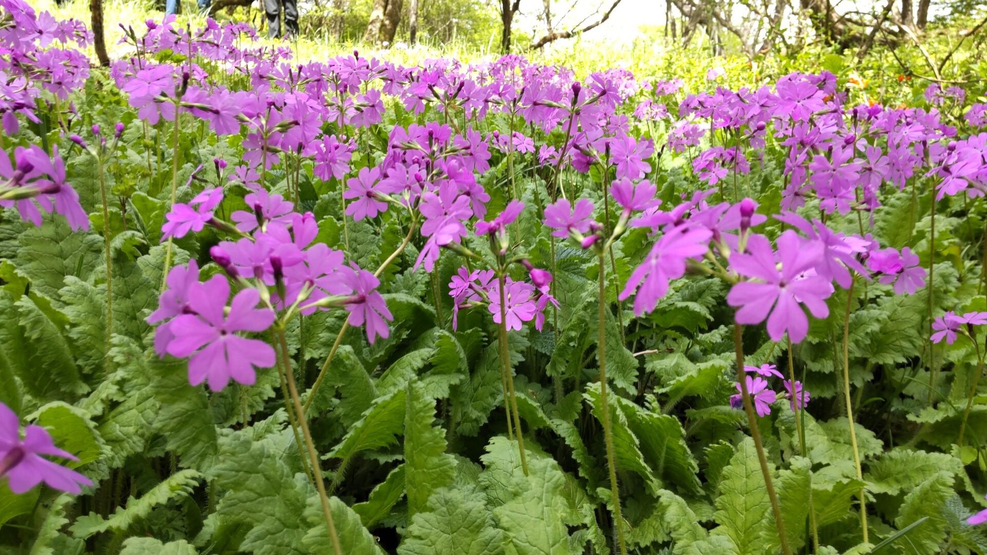 ルリソウ💠サクラソウ🌸咲く離山へ🍀 / 🍀makokazu🍀さんの鼻曲山・氷妻山・留夫山の活動データ | YAMAP / ヤマップ