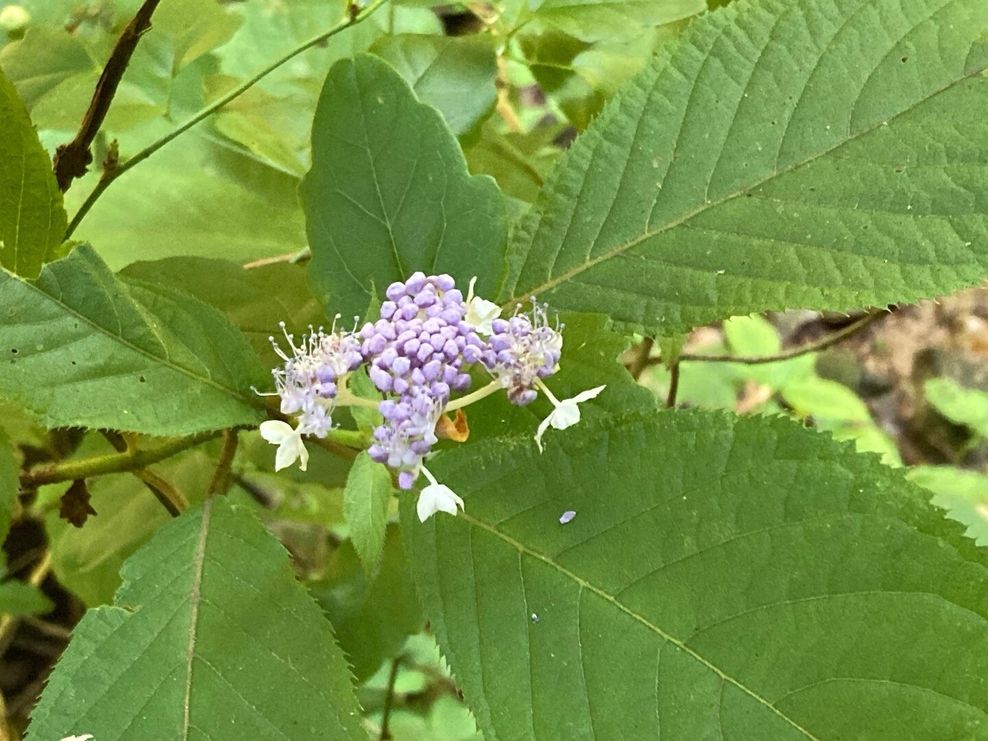 男体山・女体山 / GA GAさんの二ッ箭山・三森山・猫鳴山の活動データ | YAMAP / ヤマップ