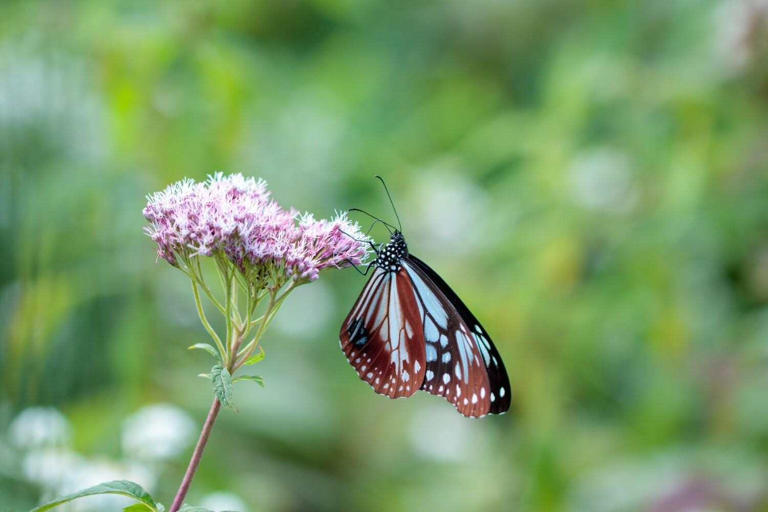 グランデコにアサギマダラに会いに行ってき... / Windyさんのモーメント | YAMAP / ヤマップ