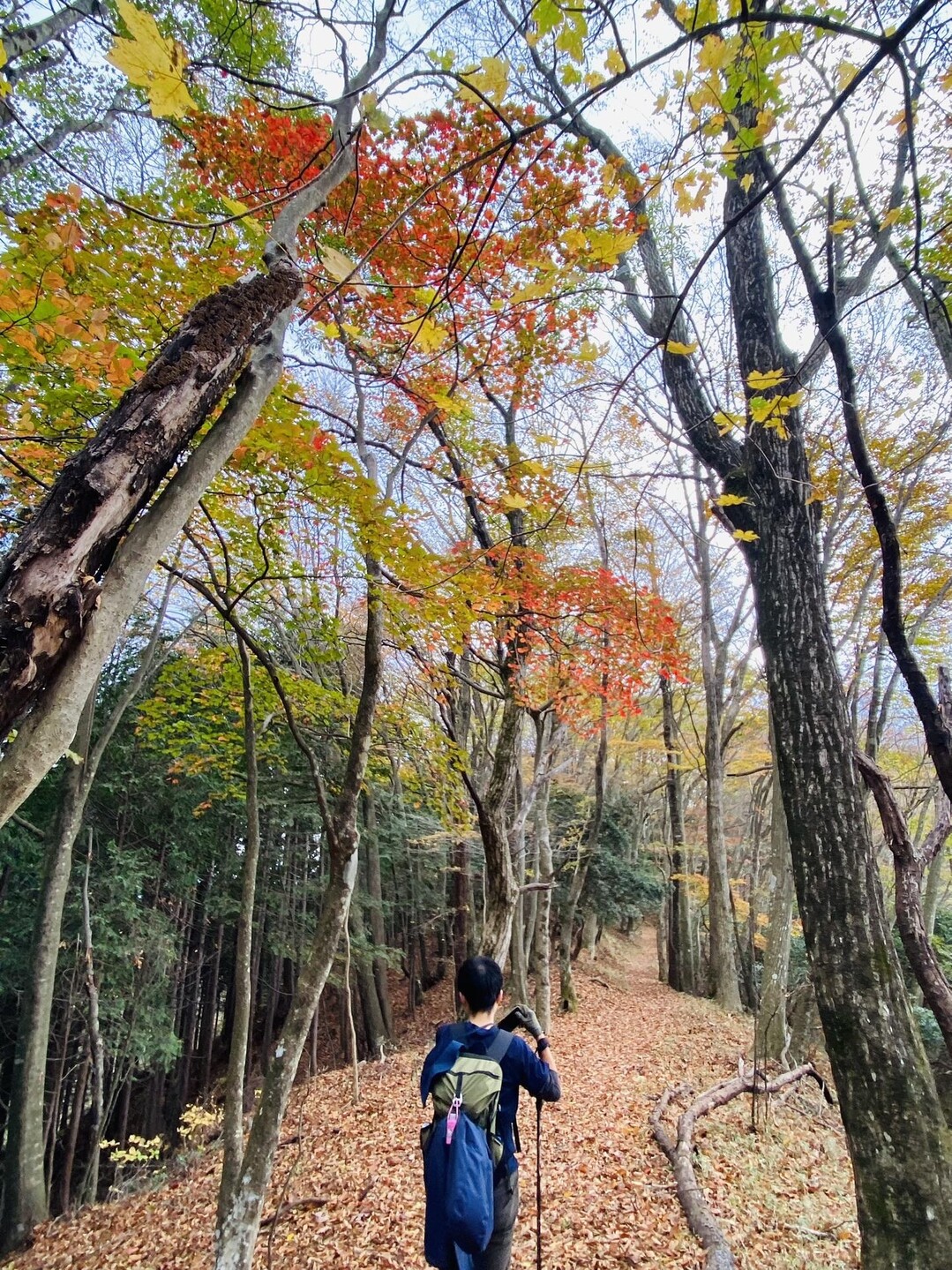 大岳山〜御岳山 / Hase100さんの大岳山・御岳山・御前山の活動データ | YAMAP / ヤマップ
