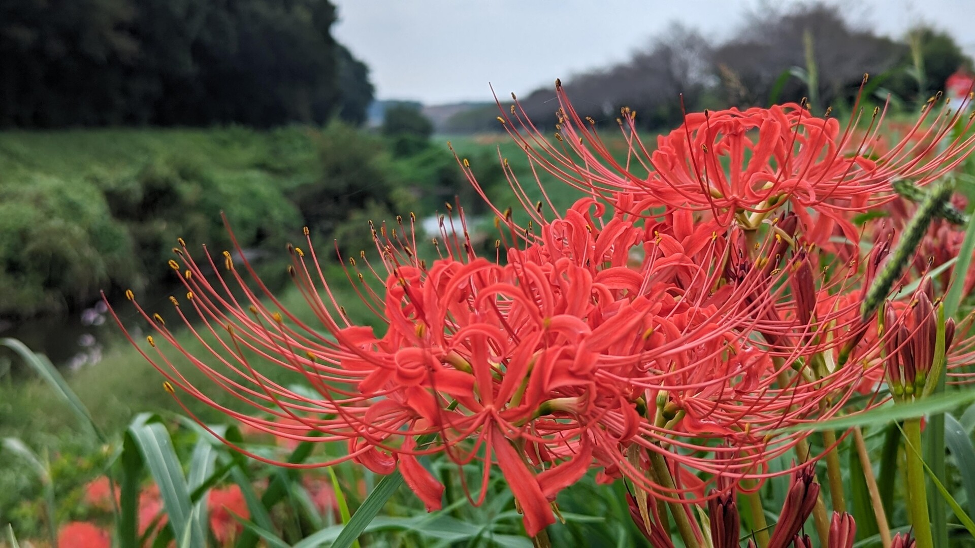 手賀沼ランニング-2023-10-01 / TK54さんのランニングの活動データ | YAMAP / ヤマップ