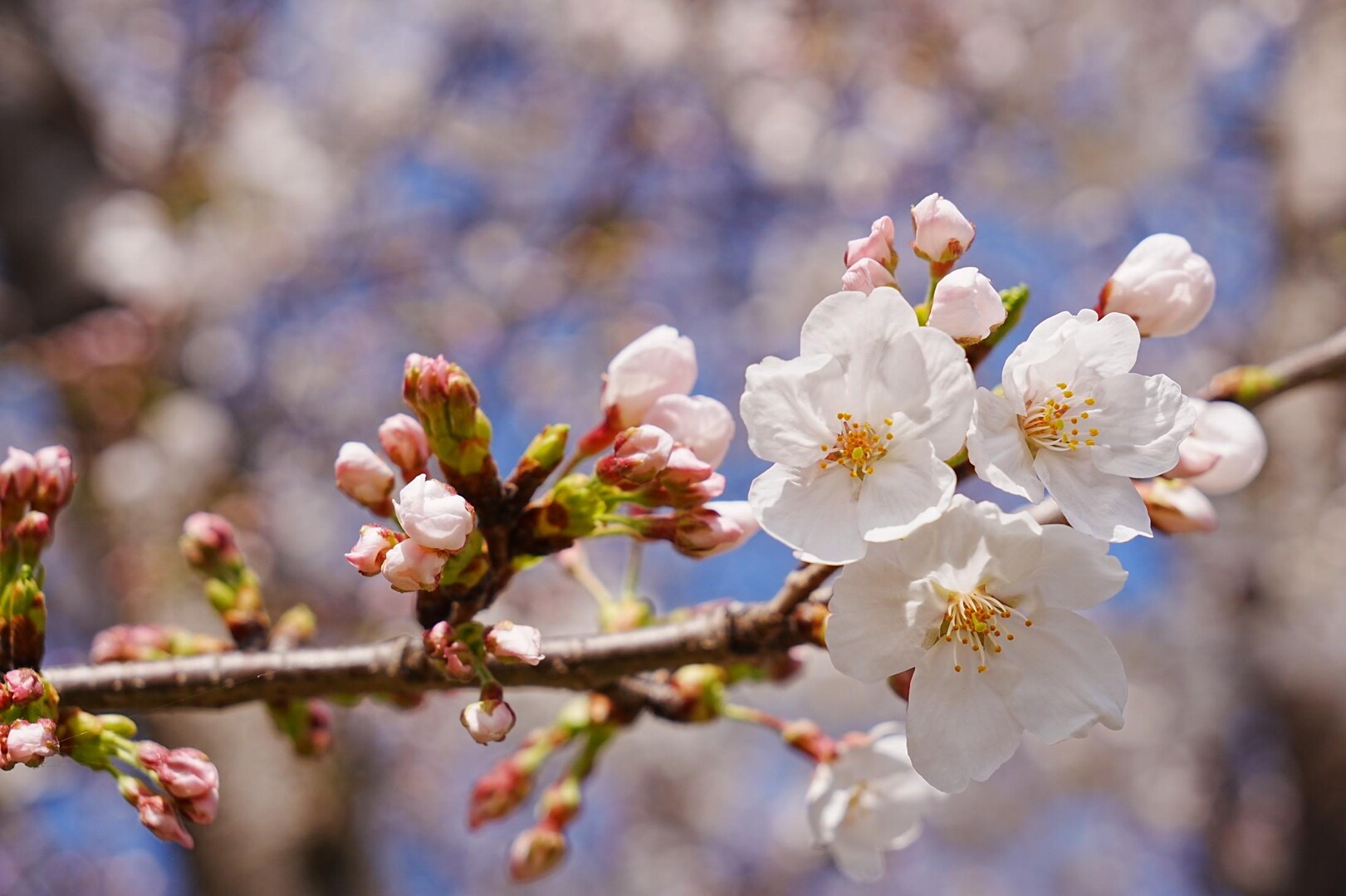 福岡県糸島市瑞梅寺川の🌸桜🌸が、やっ... / N．Mさんのモーメント | YAMAP / ヤマップ