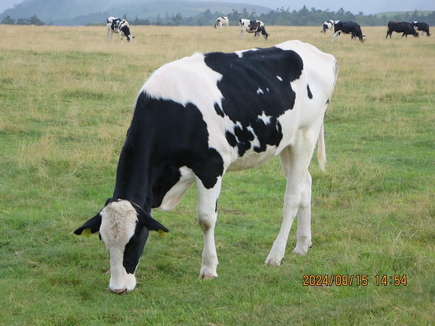 美ヶ原 牛伏山🐄 / yujiroさんの美ヶ原の活動データ | YAMAP / ヤマップ