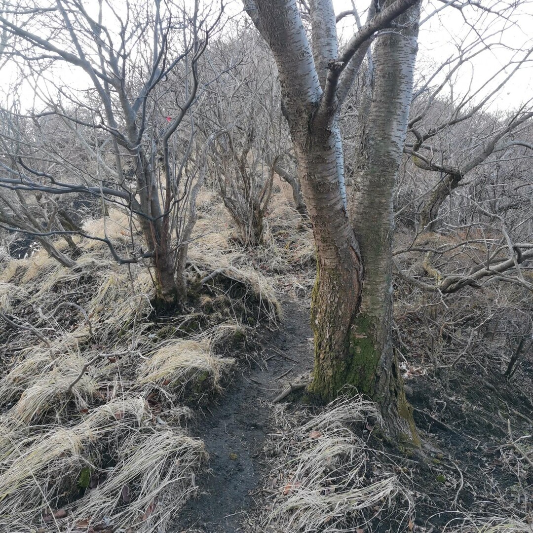 kokiさんの投稿したフィールドメモ | YAMAP / ヤマップ