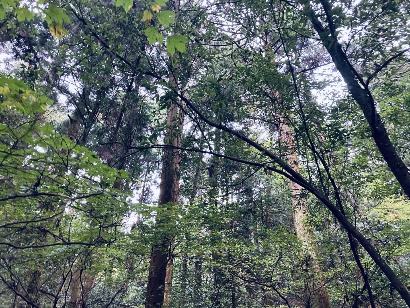 極楽寺山 / kamexさんの極楽寺山の活動データ | YAMAP / ヤマップ