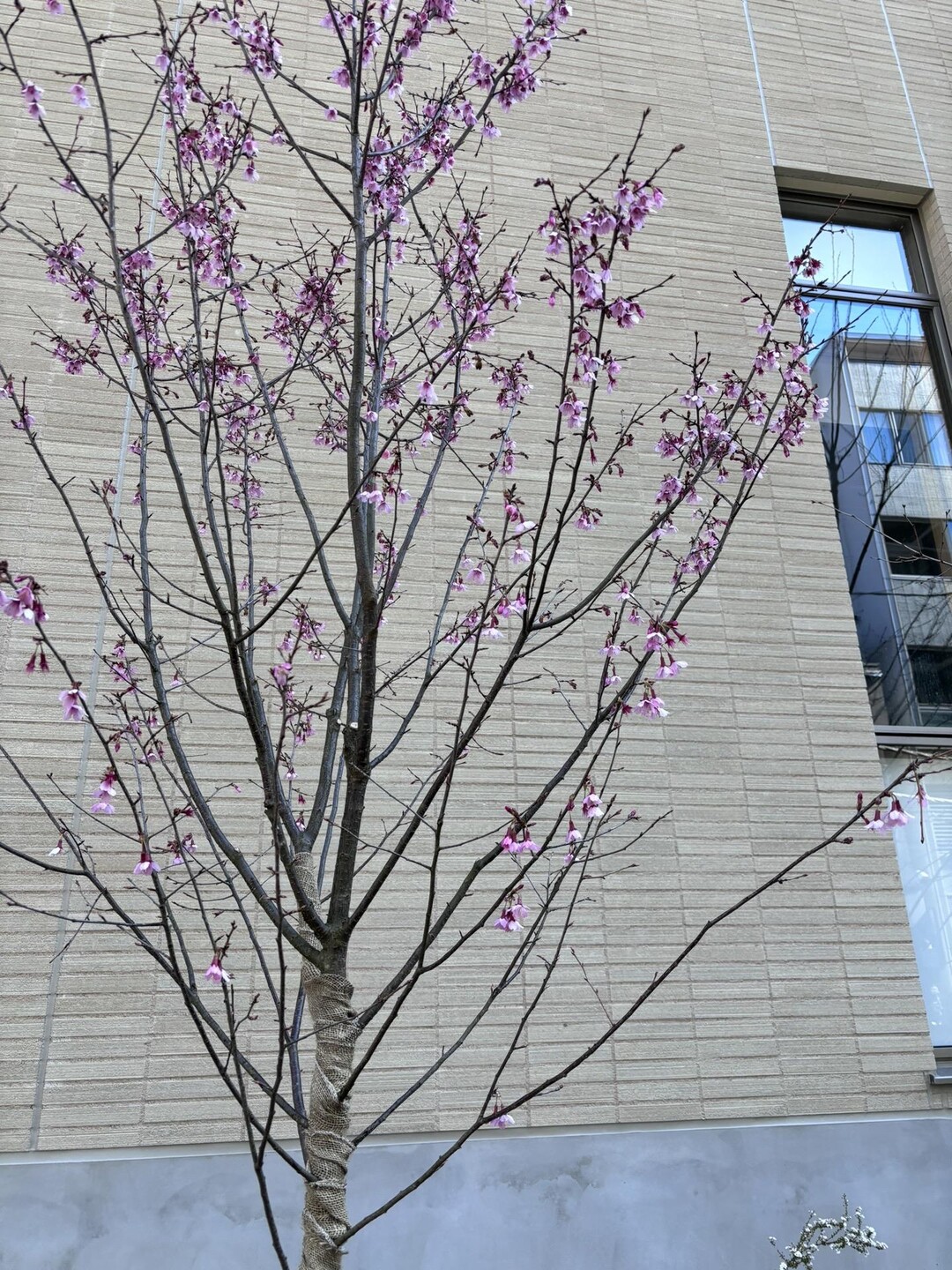 通勤途中の桜？の木にメジロのつがいがいて... / 健坊 （目指せ100マイル）さんのモーメント | YAMAP / ヤマップ