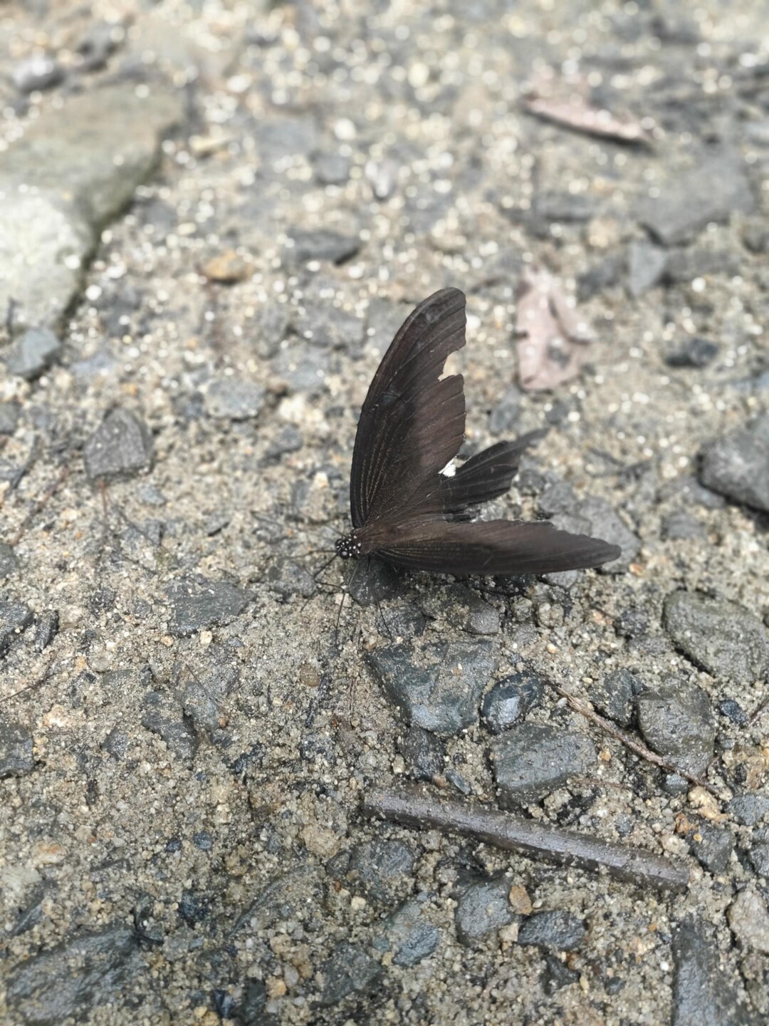 昨日は暑かったので、参道の水場に蝶が集ま... / auteruyaさんのモーメント | YAMAP / ヤマップ