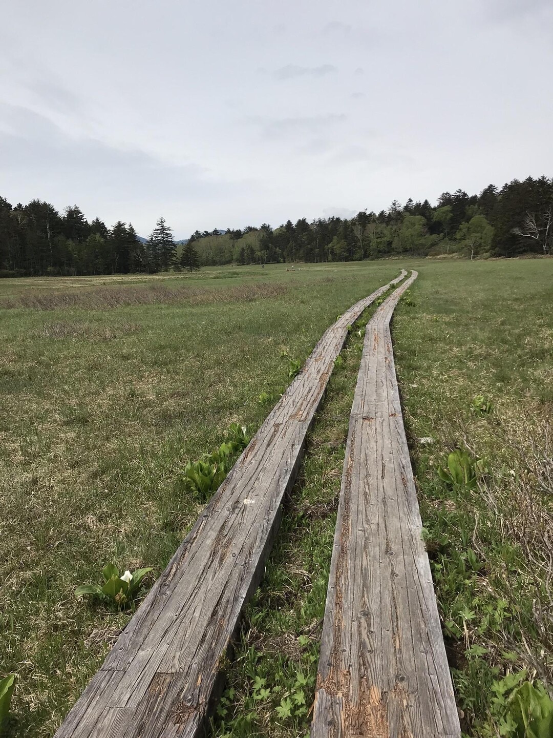 尾瀬沼-2024-06-09 / haseさんのウォーキングの活動データ | YAMAP / ヤマップ
