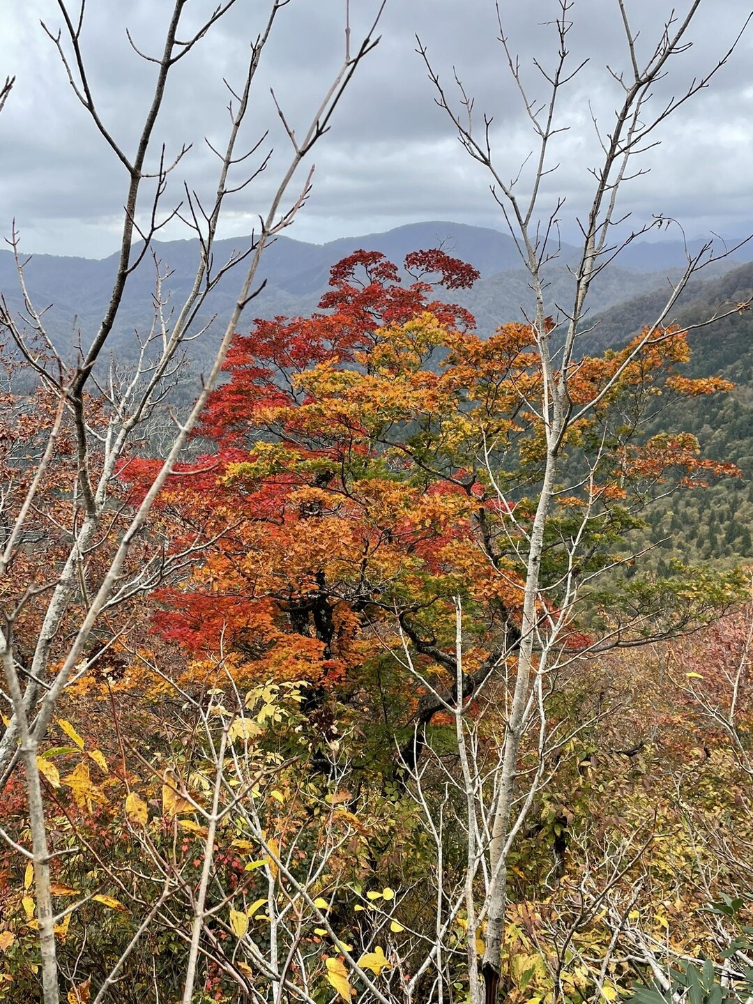 紅葉🍁を求めて浅草岳⛰️ / yumaさんの浅草岳・鬼ヶ面山の活動データ | YAMAP / ヤマップ