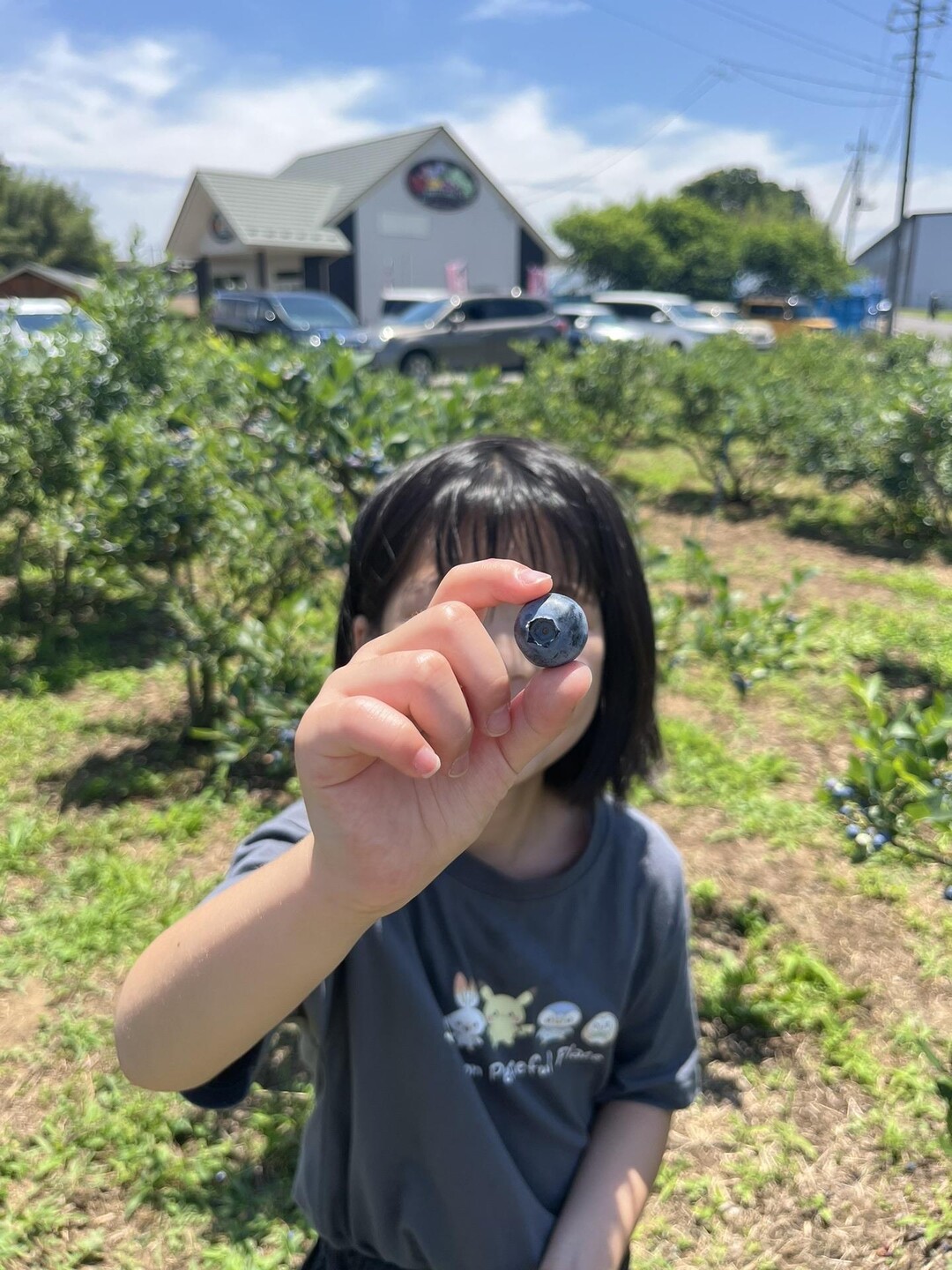 6月16日（日）毎年恒例のブルーベリー狩... / tenpiさんのモーメント | YAMAP / ヤマップ