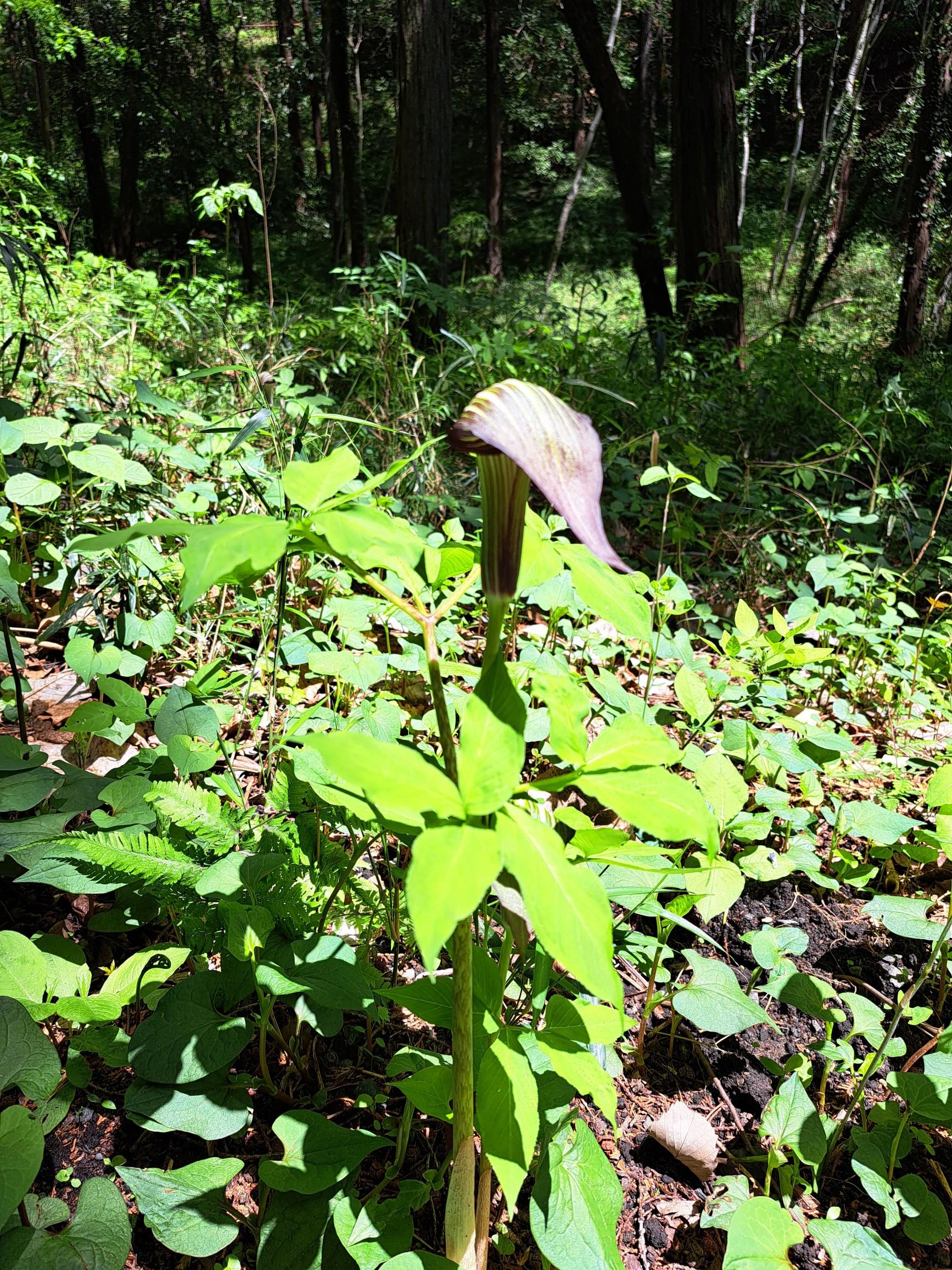 マムシグサの中が気になった… この時期... / M-Reiさんのモーメント | YAMAP / ヤマップ