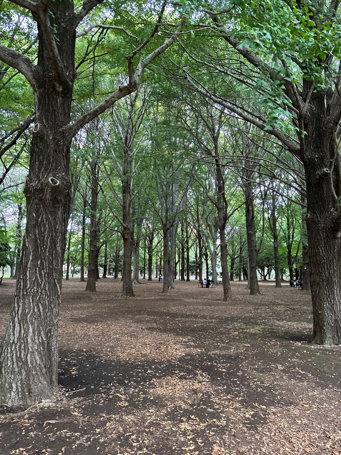 Tokyo Tree Trek (Section 2) / 成さんのTokyo Tree Trek (Section 2)の活動データ ...