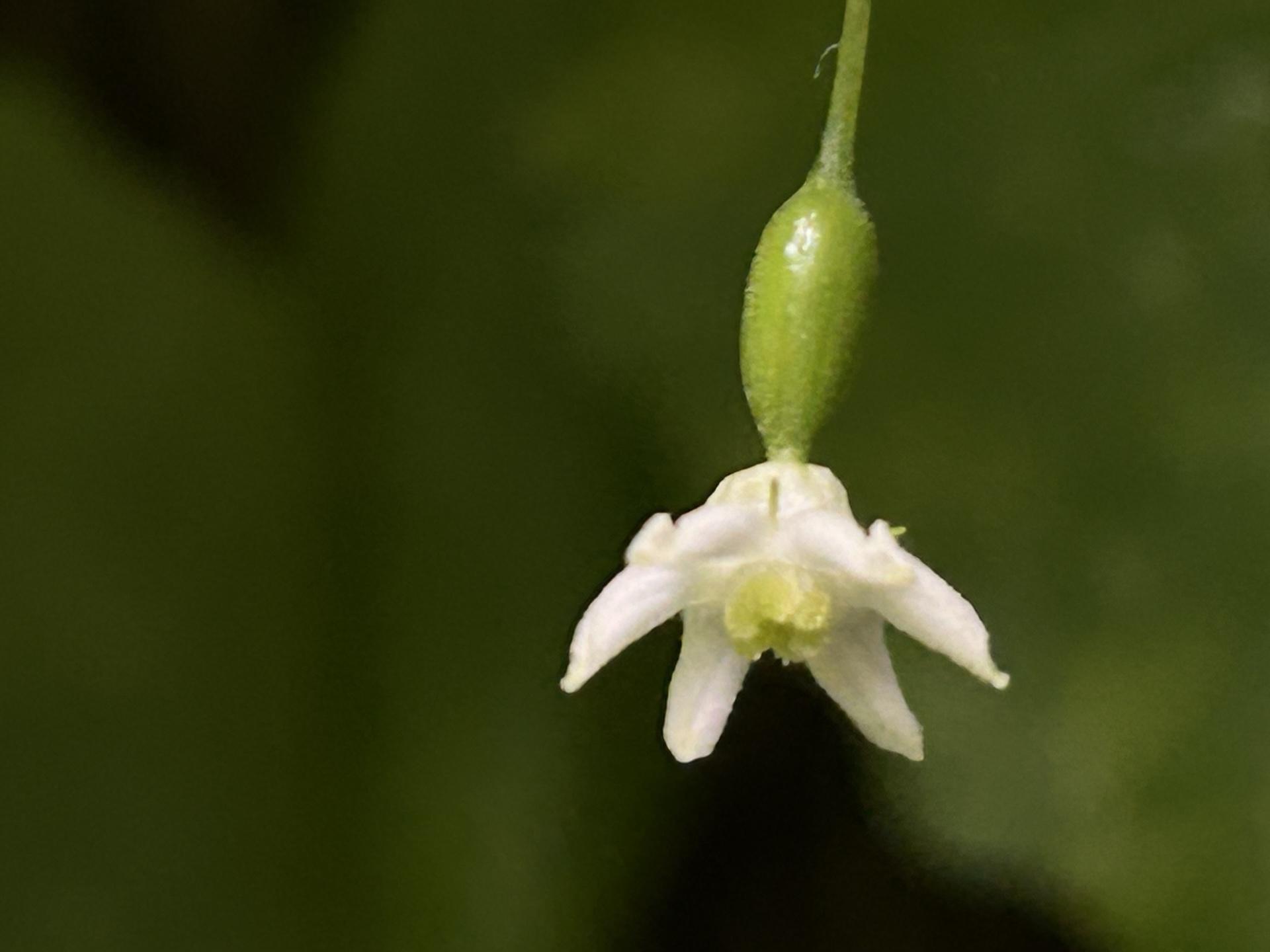 車に乗ったり歩いたり((´∀`*))霊山（登頂ﾅｼ） / datinさんの障子岳・霊山・飛来山・本宮山の活動データ | YAMAP / ヤマップ