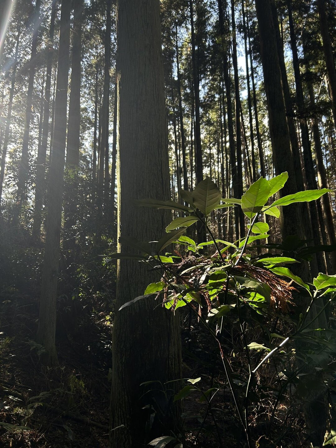大和葛城山 / ko2さんの金剛山・二上山・大和葛城山の活動データ | YAMAP / ヤマップ