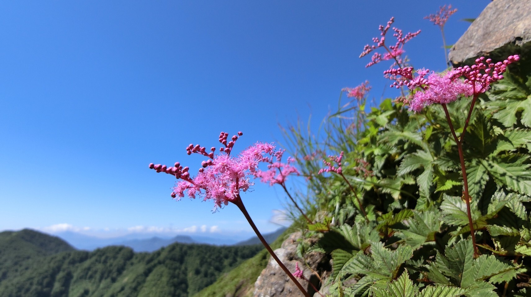 谷川岳・谷川岳・オキノ耳・熊穴沢ノ頭 / MIKO！さんの谷川岳・七ツ小屋山・大源太山の活動データ | YAMAP / ヤマップ