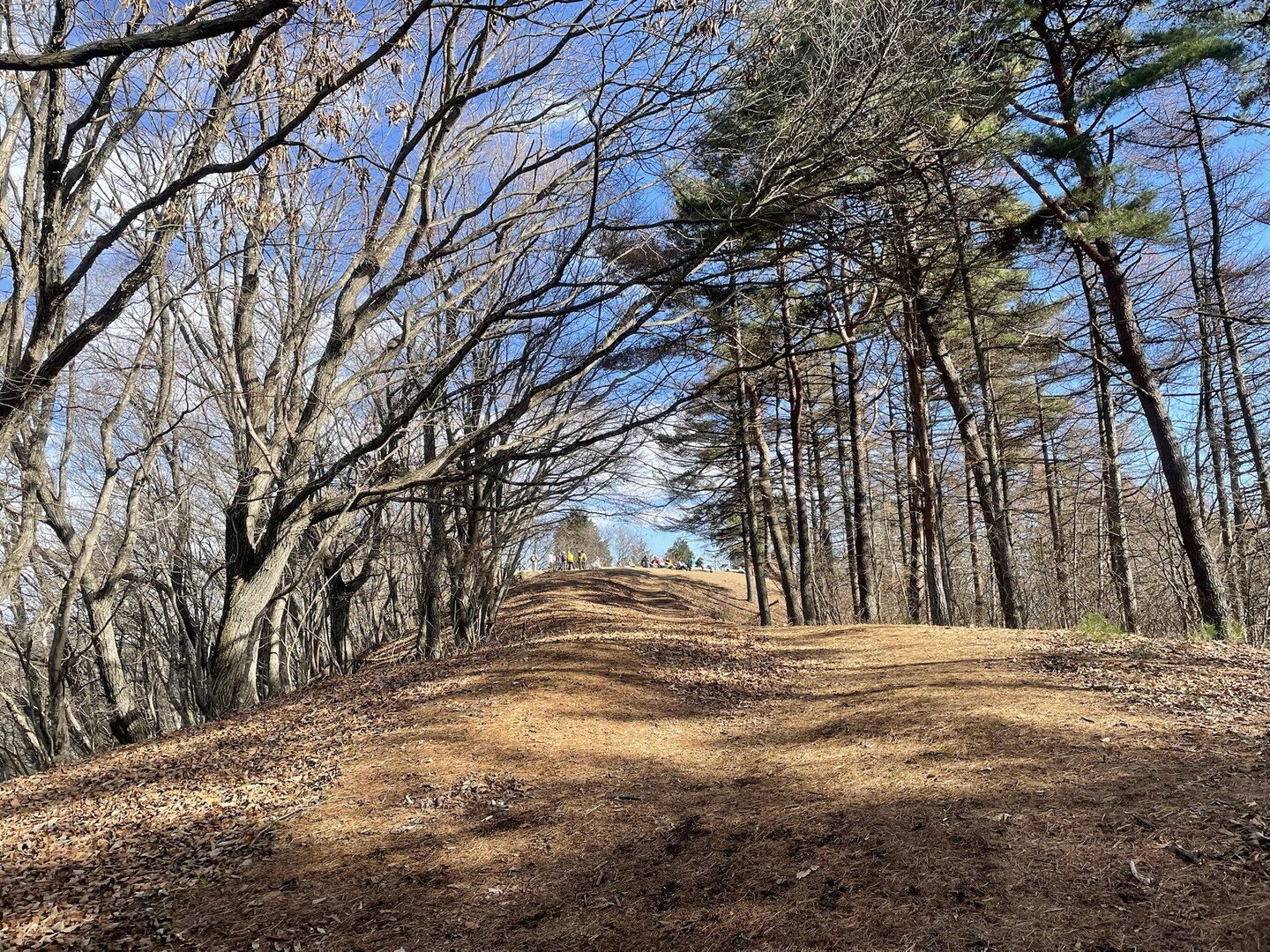 扇山 / La Rayaさんの雲取山・鷹ノ巣山・七ツ石山の活動データ | YAMAP / ヤマップ