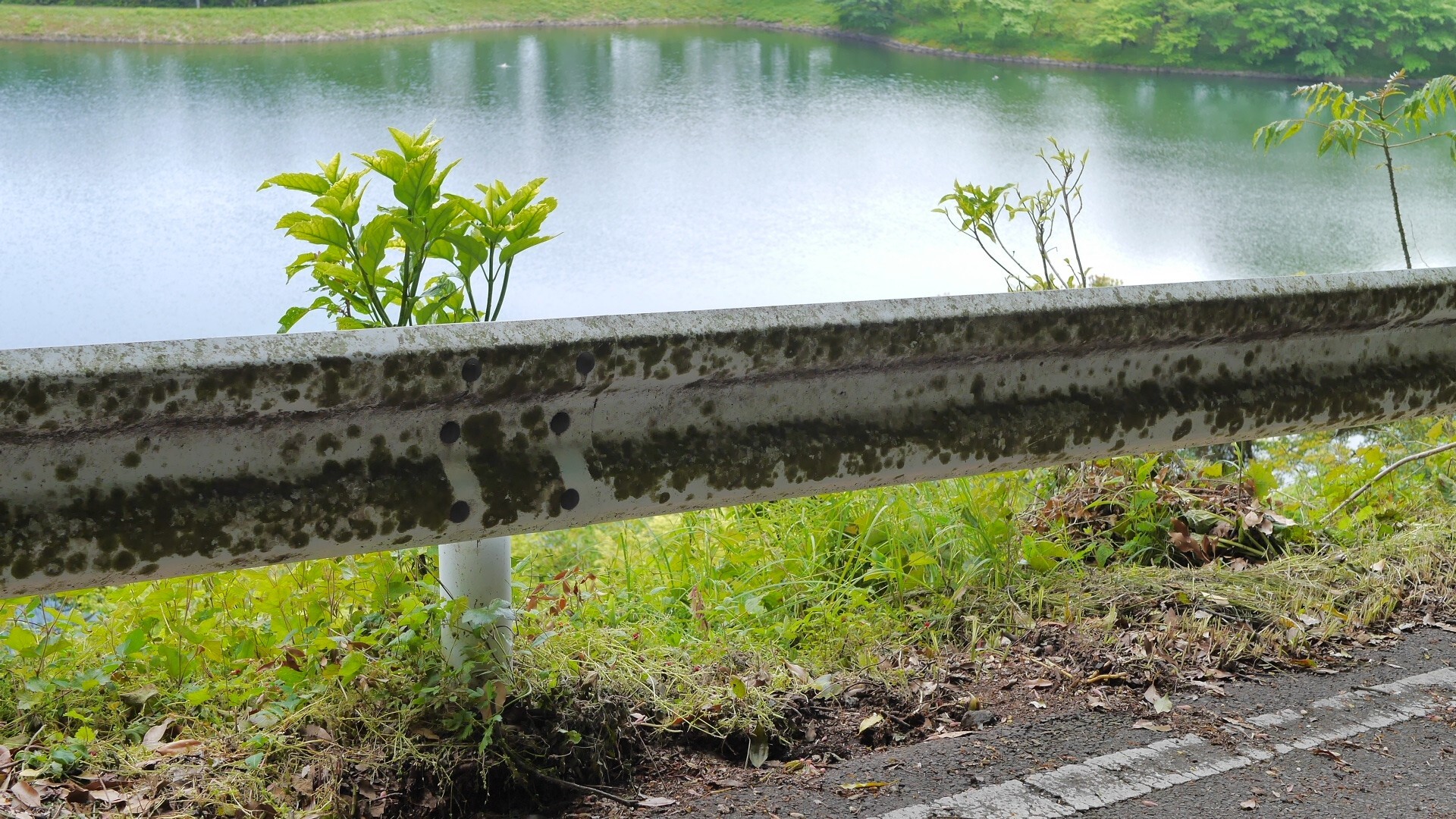 午後から雨が上がりそうだったので、先日の... / 3104さんのモーメント | YAMAP / ヤマップ