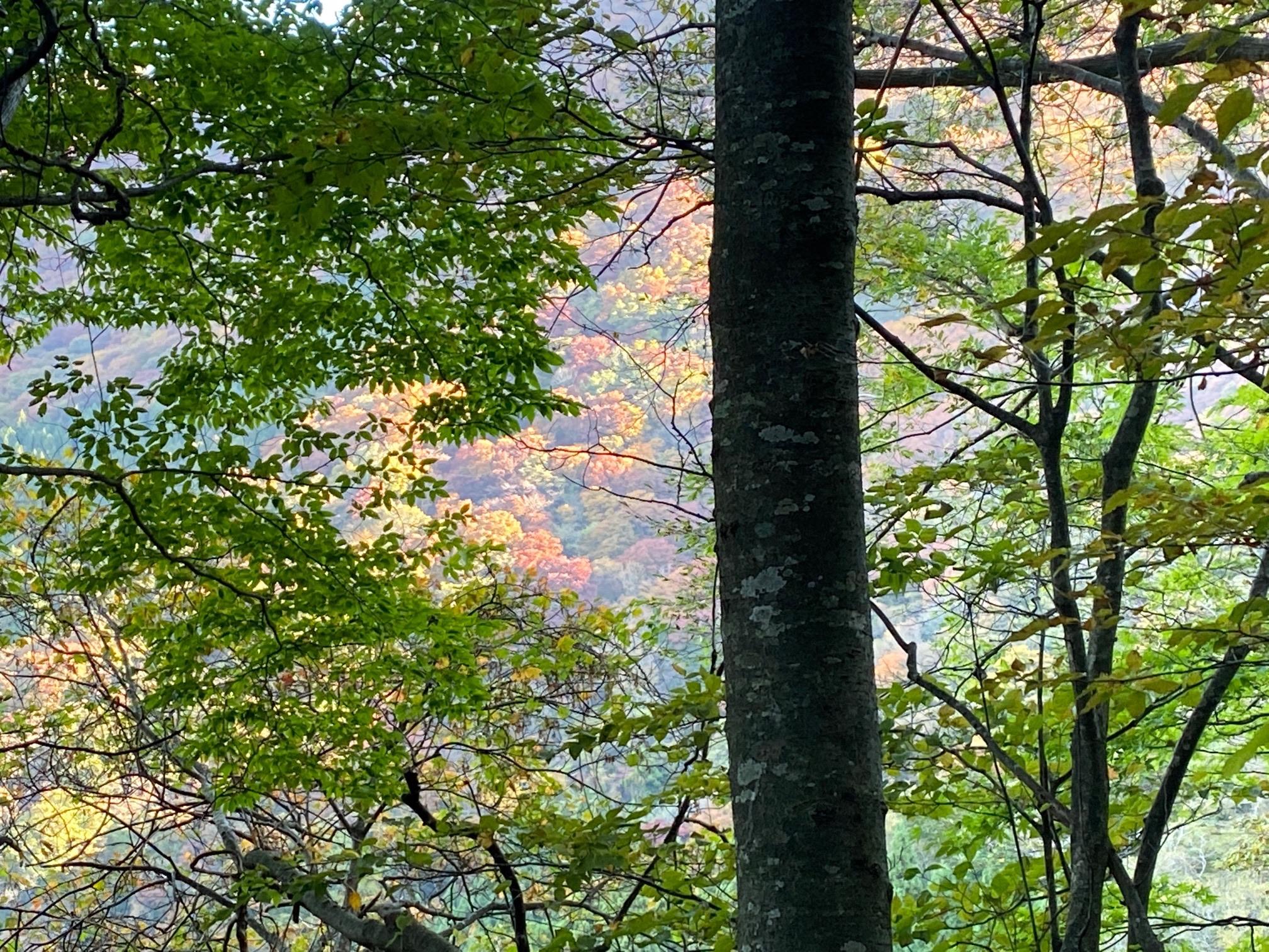 平日山歩部⛰MKさんの投稿したフィールドメモ | YAMAP / ヤマップ